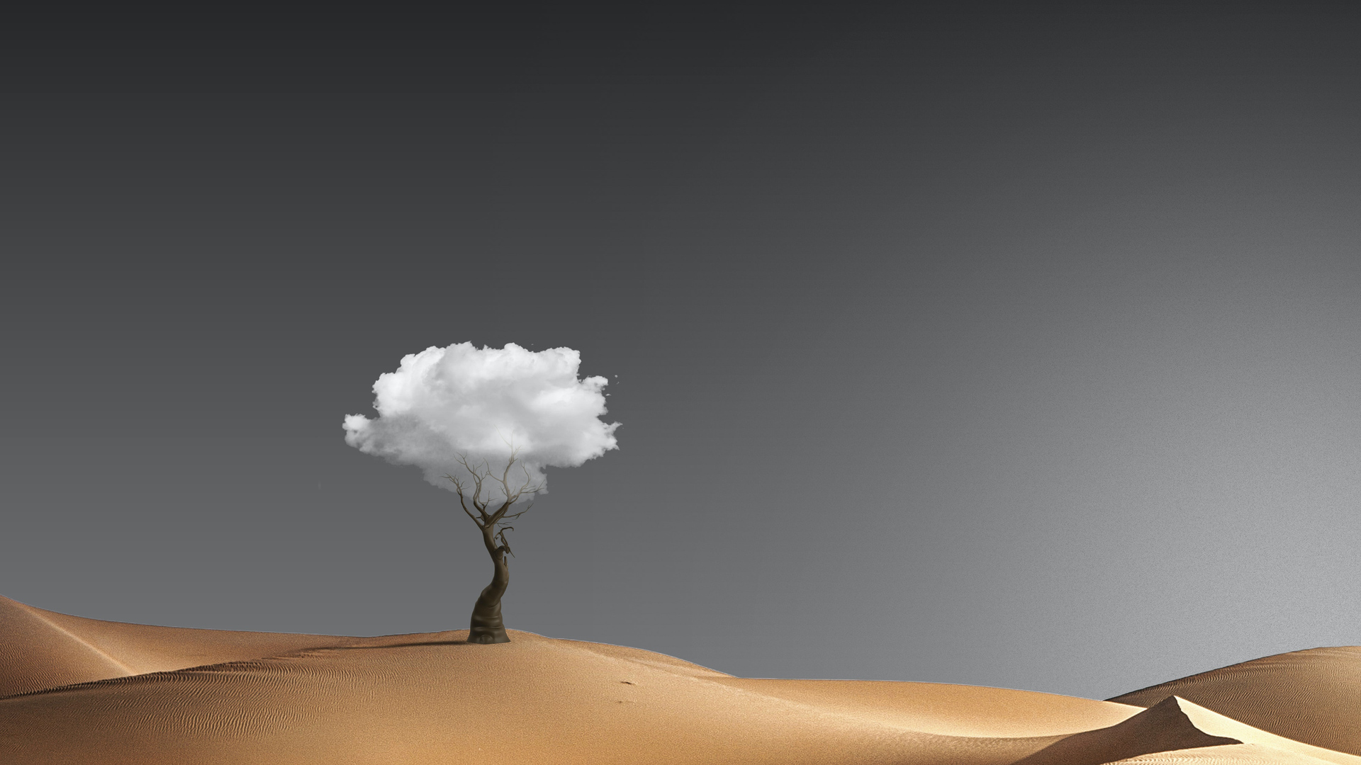 Download Desert Artistic Tree HD Wallpaper by Kathrin Federer