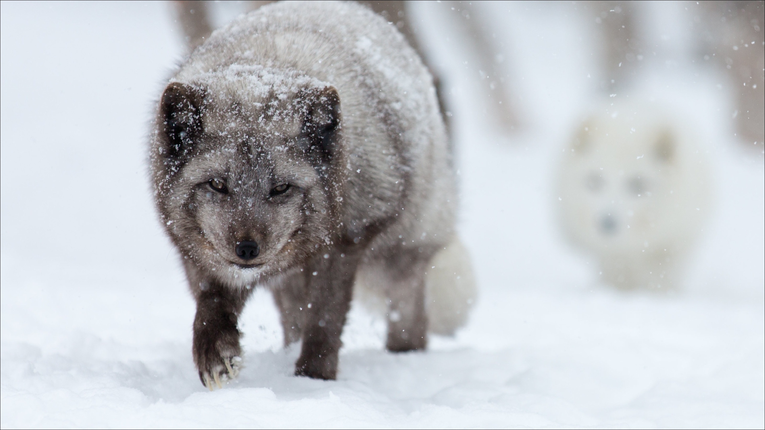 Download Animal Fox HD Wallpaper