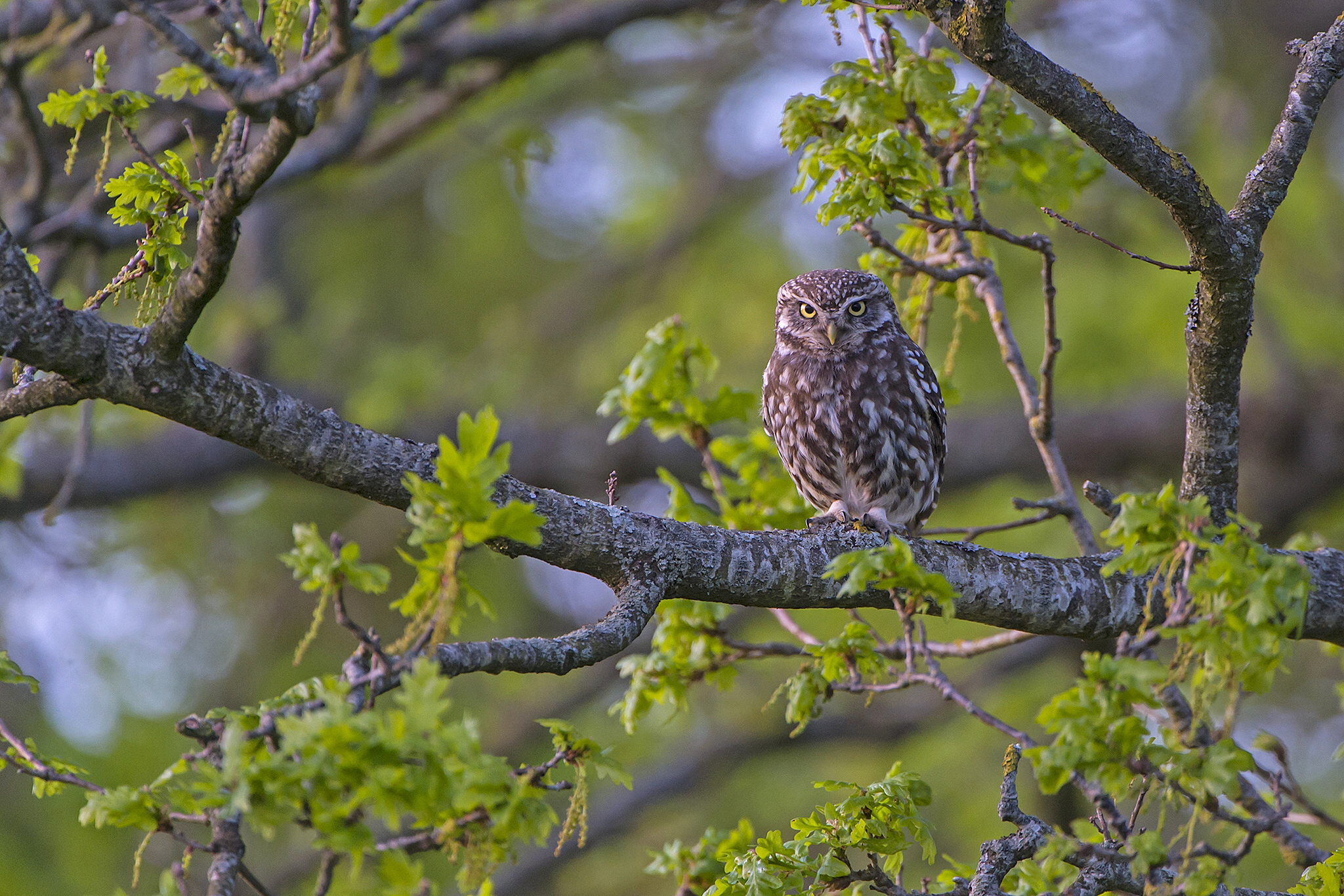 Download Animal Owl HD Wallpaper