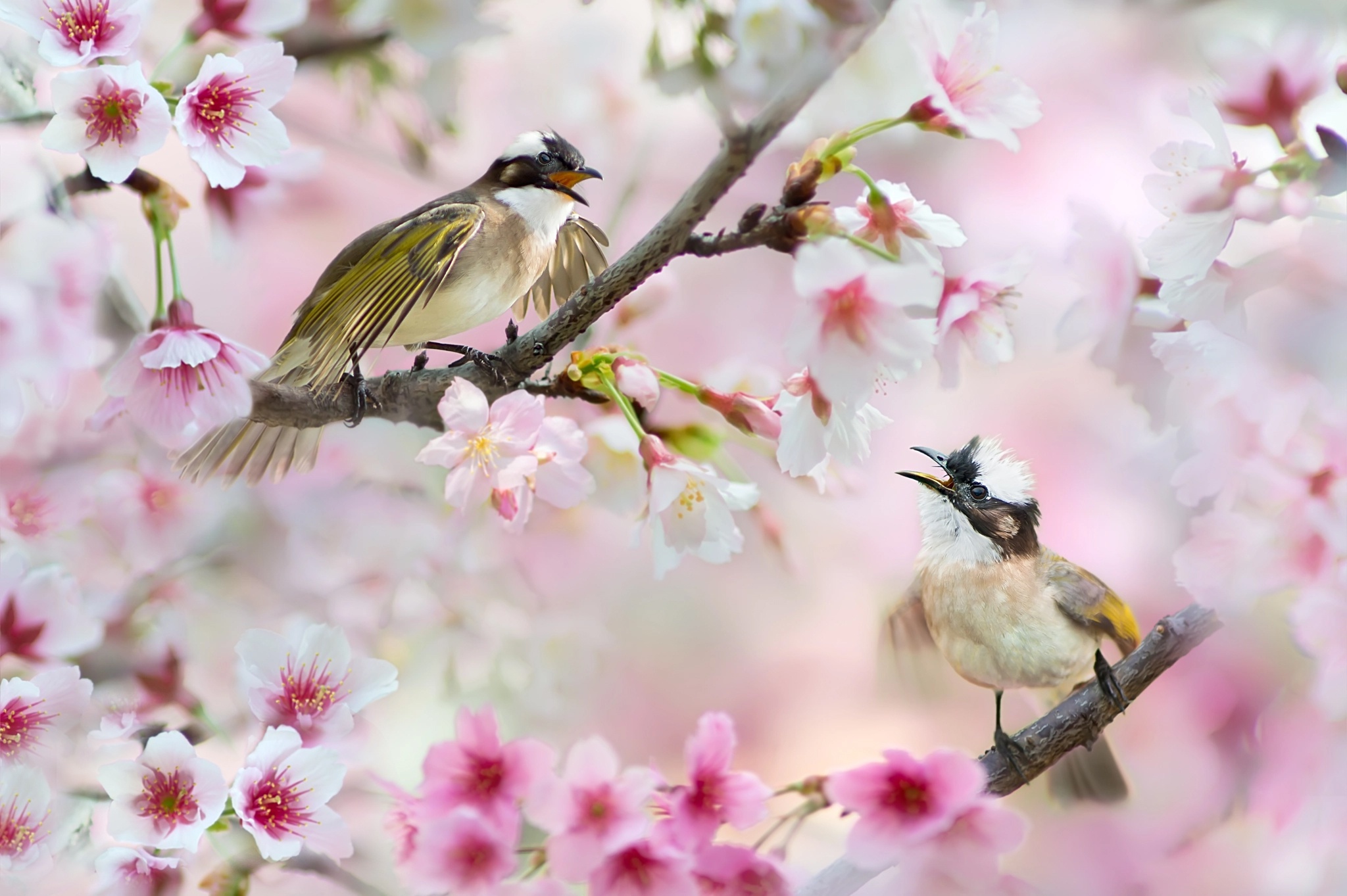 Download Animal Bird HD Wallpaper