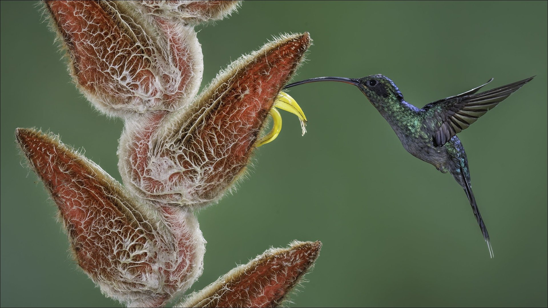 Download Animal Hummingbird HD Wallpaper