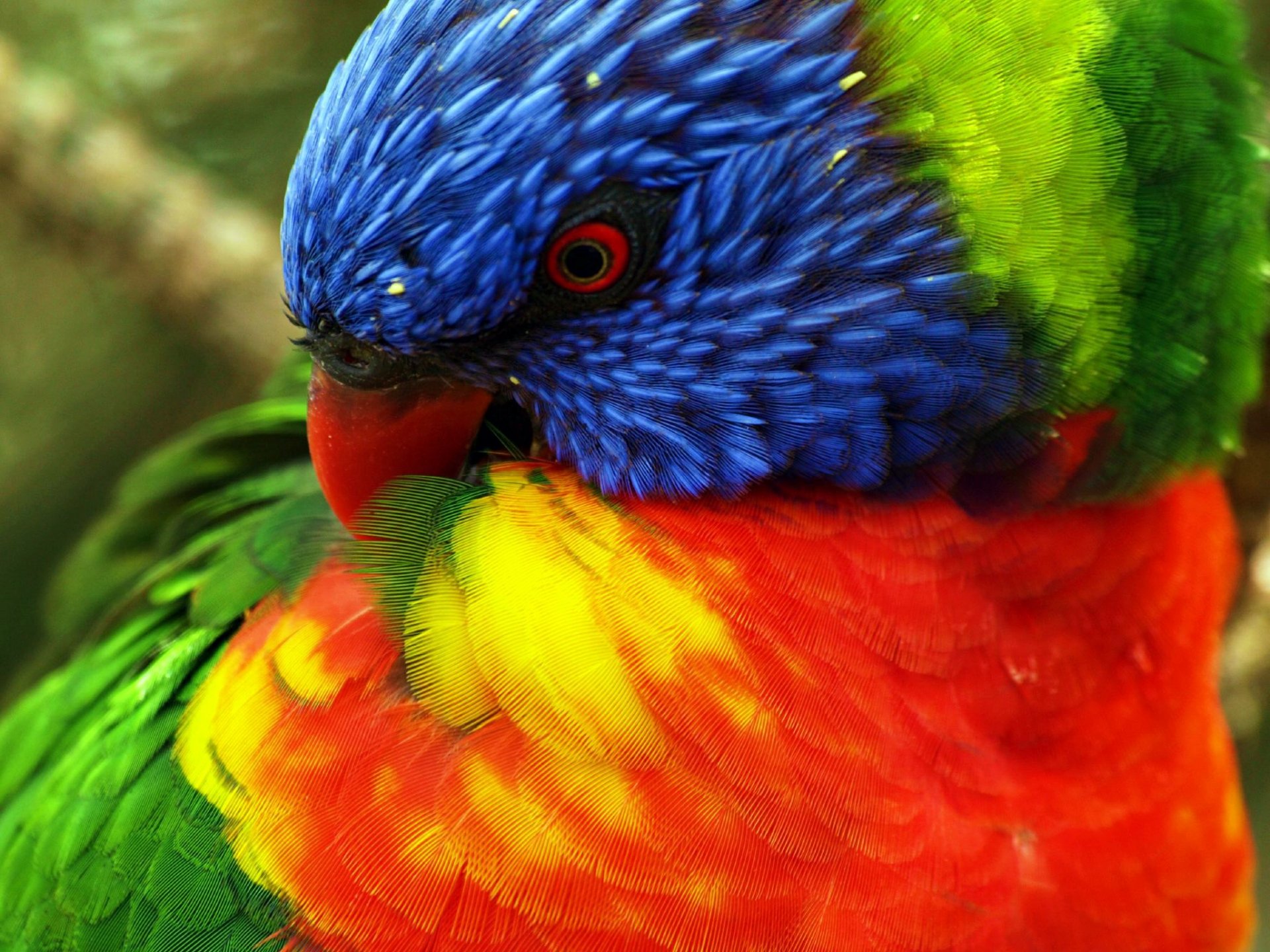Download Bird Red Blue Green Yellow Animal Rainbow Lorikeet HD Wallpaper