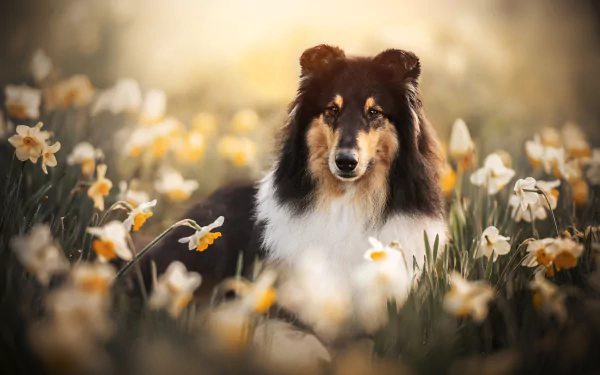 [20+] Shetland Sheepdog 4k Wallpapers