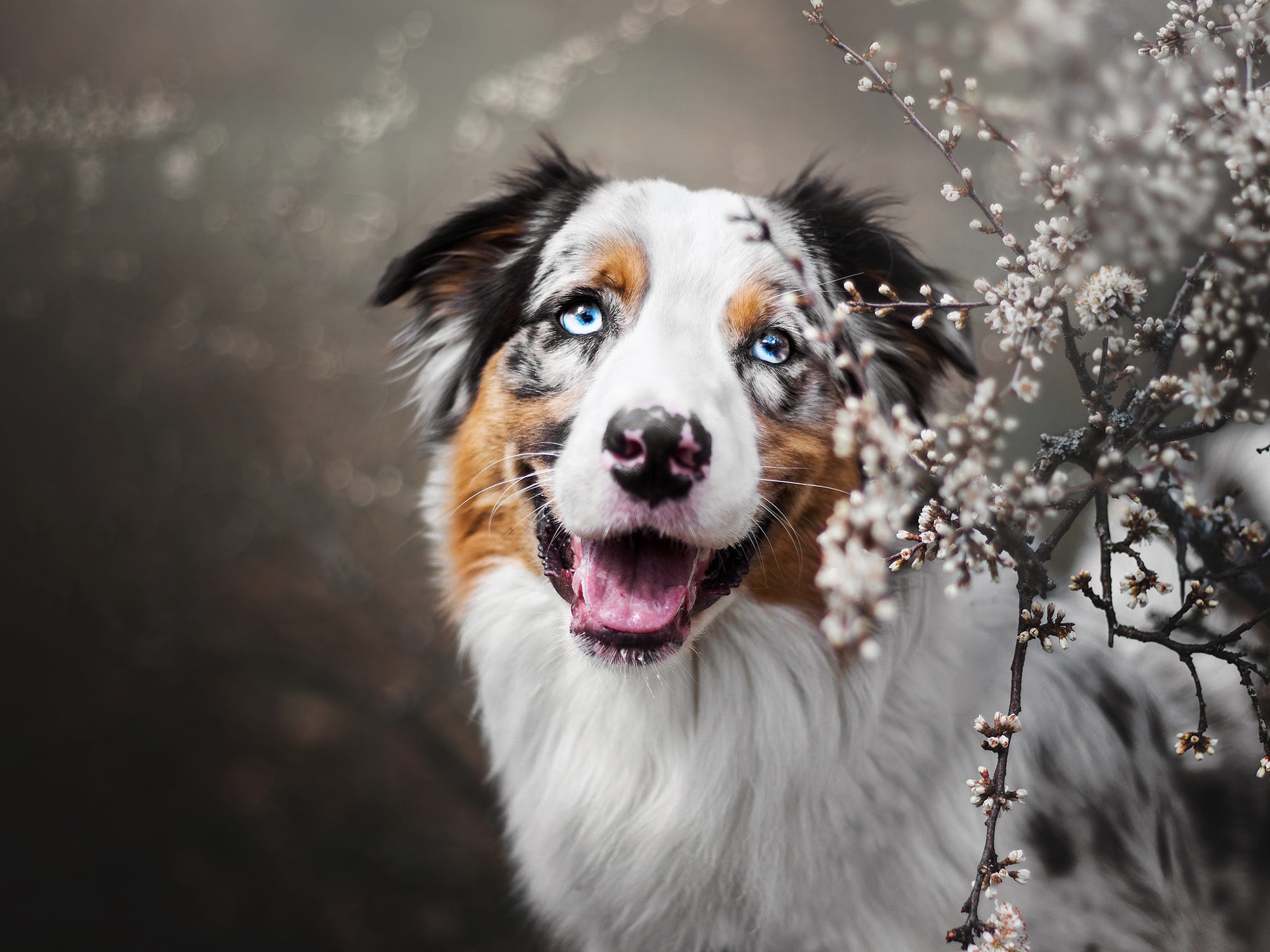 Download Animal Australian Shepherd HD Wallpaper