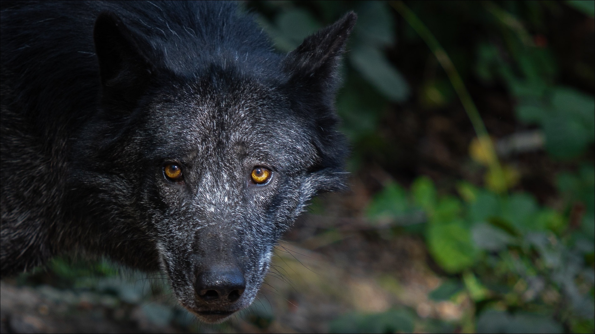 Black Wolf Photography Tumblr