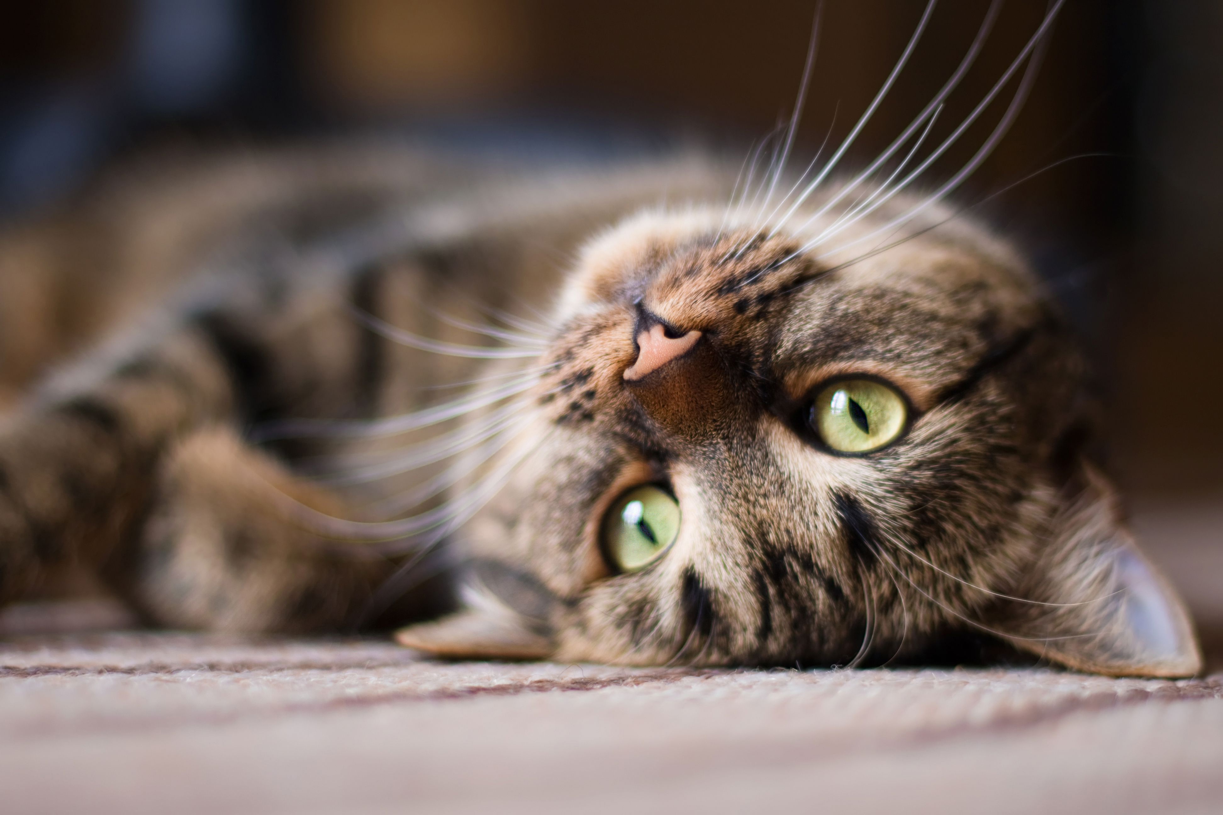 Download Animal Cat 4k Ultra HD Wallpaper