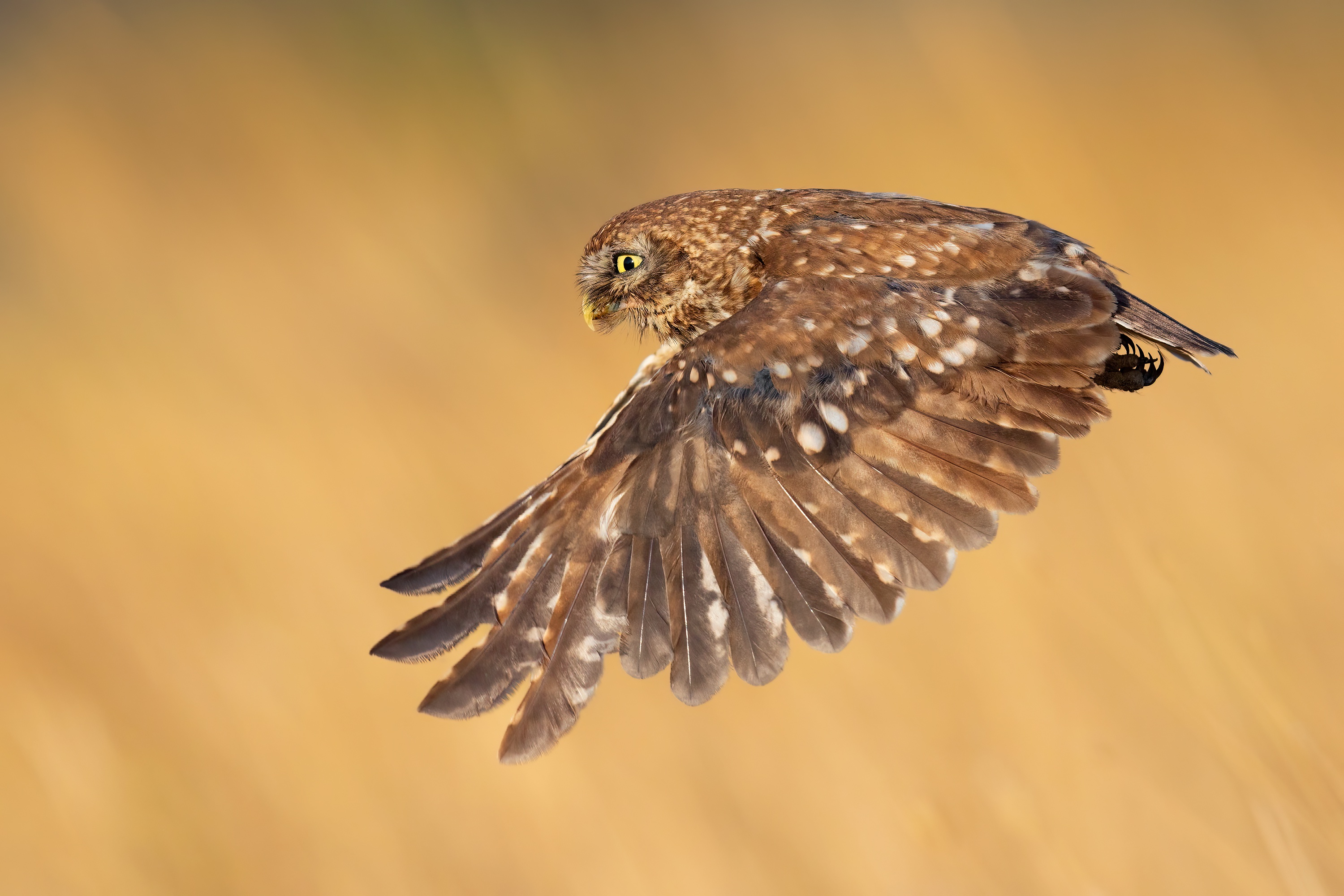 Download Animal Owl HD Wallpaper