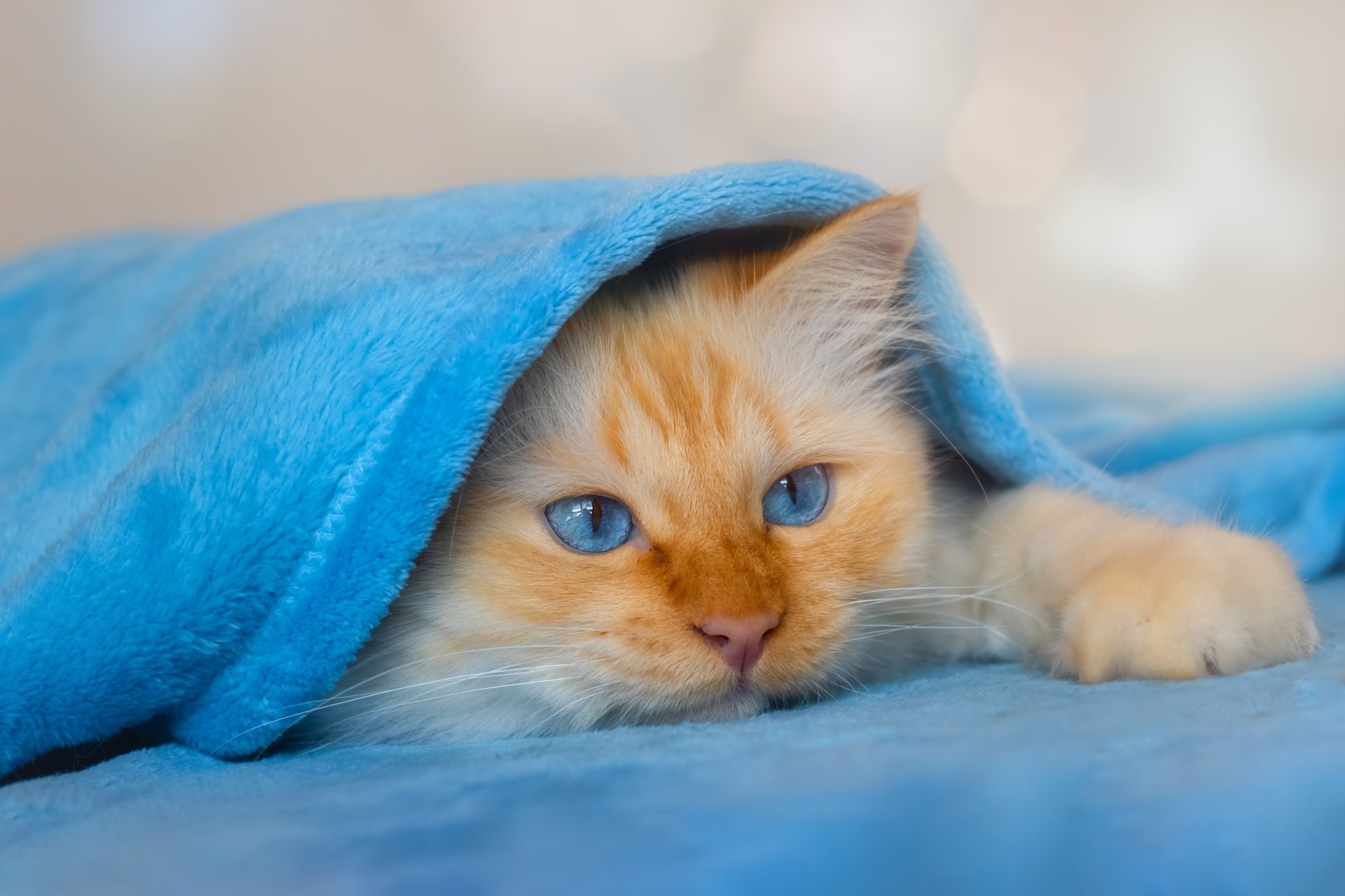 Download Animal Cat 4k Ultra HD Wallpaper | 6000x4000 | Wallpaper Abyss
