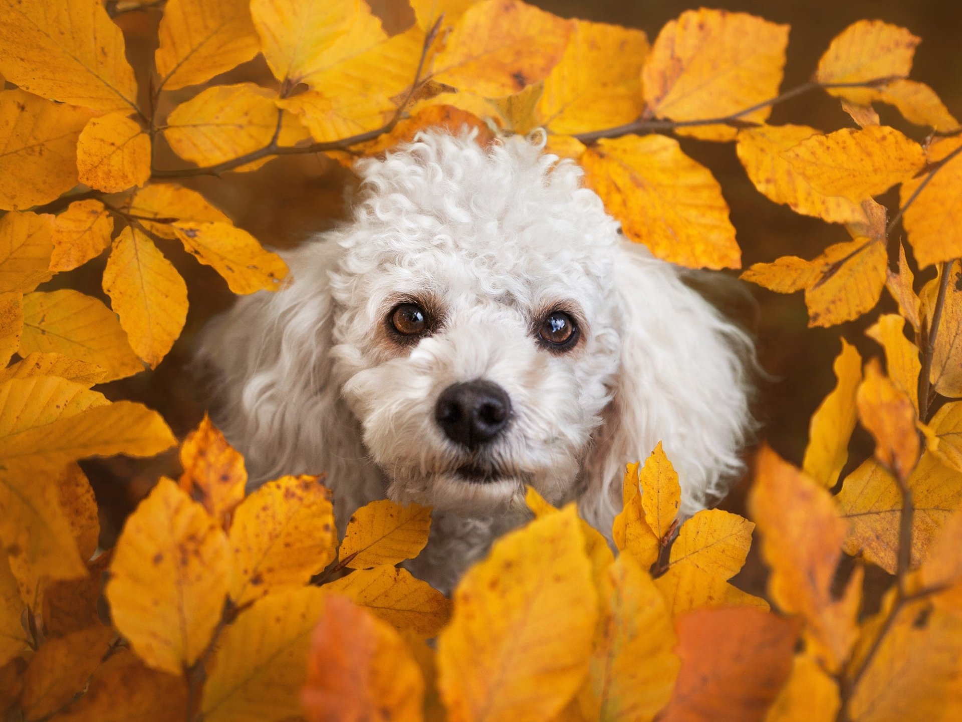 Download Animal Poodle HD Wallpaper