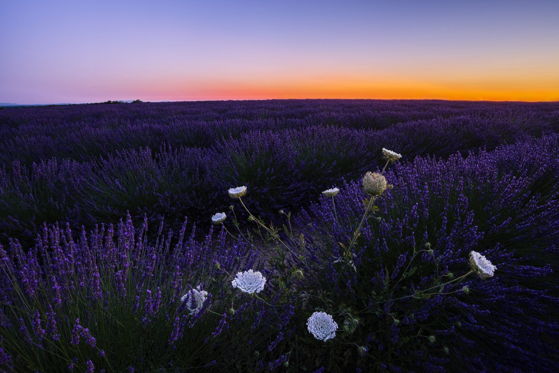 Download Nature Lavender 4k Ultra HD Wallpaper