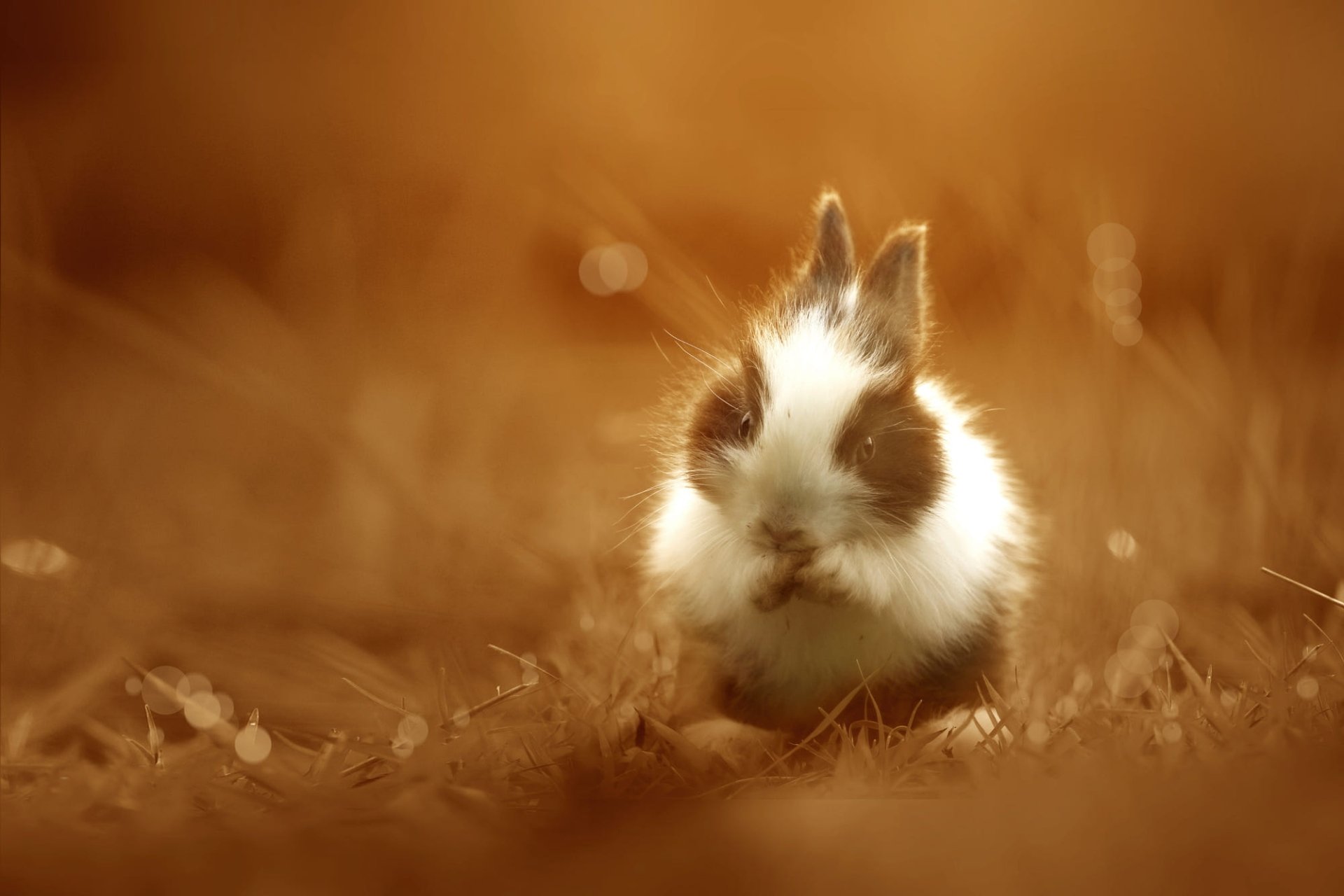 Download Animal Rabbit HD Wallpaper