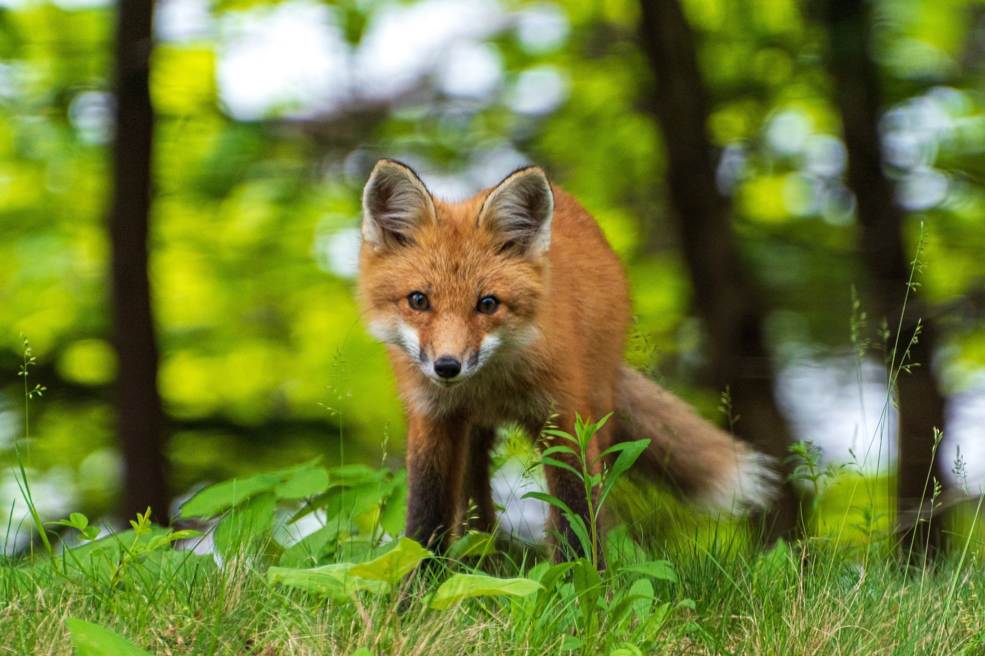 Majestic Fox in 4K Ultra HD Nature Wallpaper
