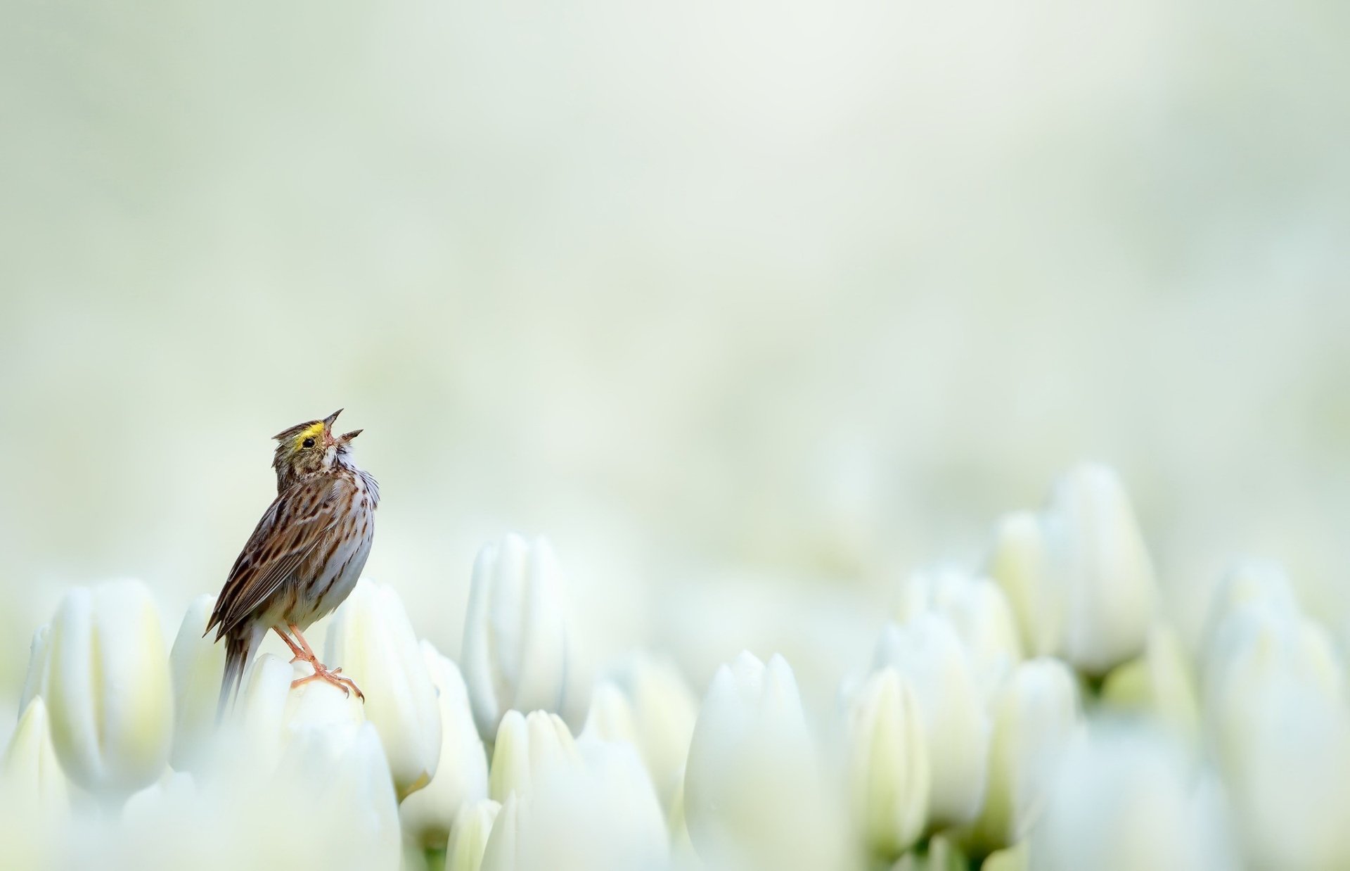 Download Animal Bird HD Wallpaper