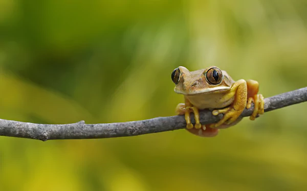 [100+] Frog 4k Wallpapers