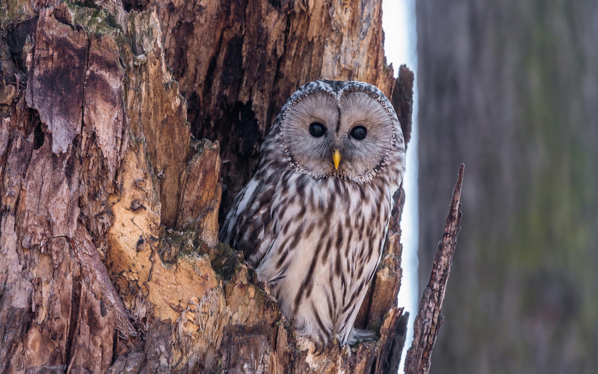 Download Animal Owl HD Wallpaper