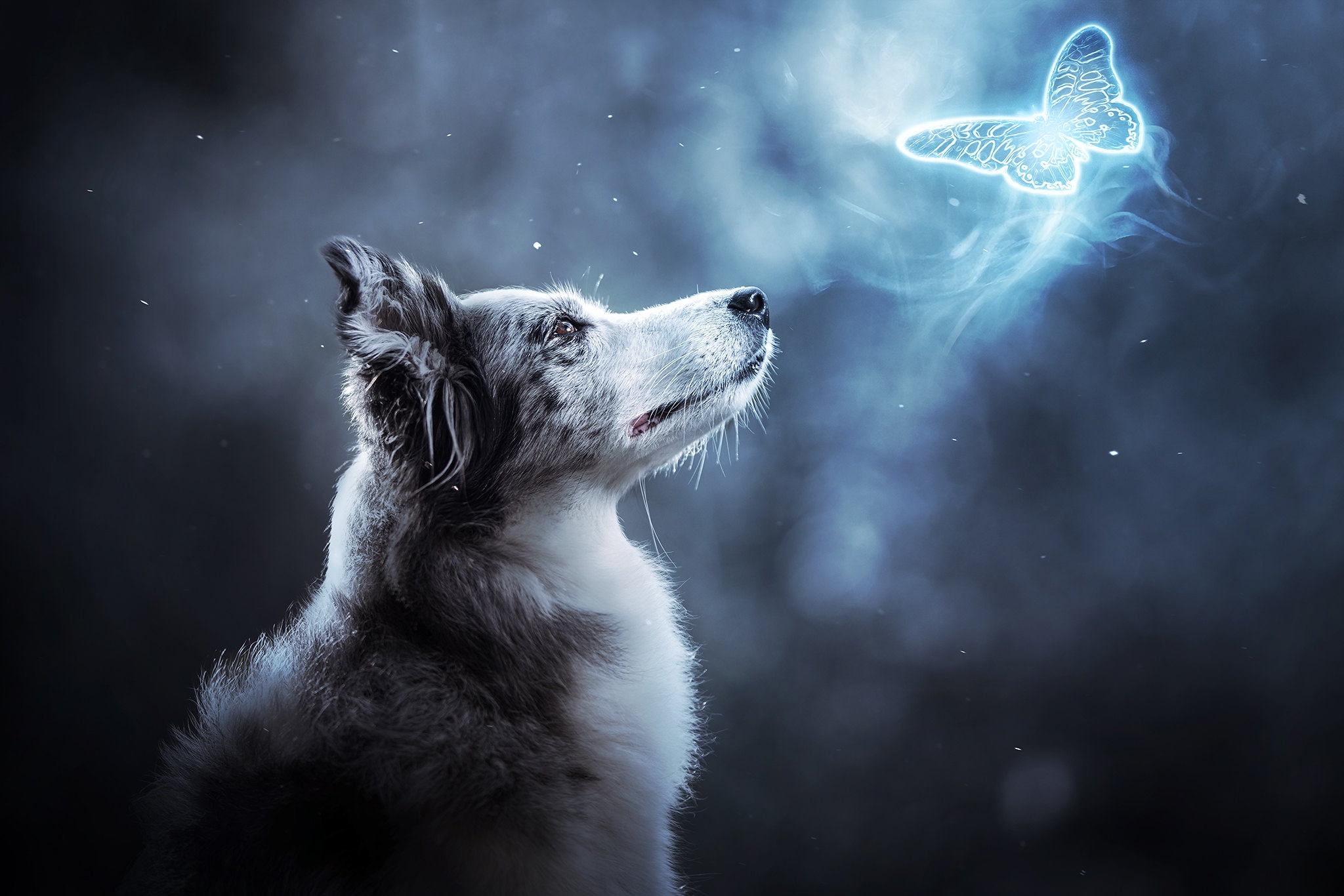 Download Animal Dog HD Wallpaper