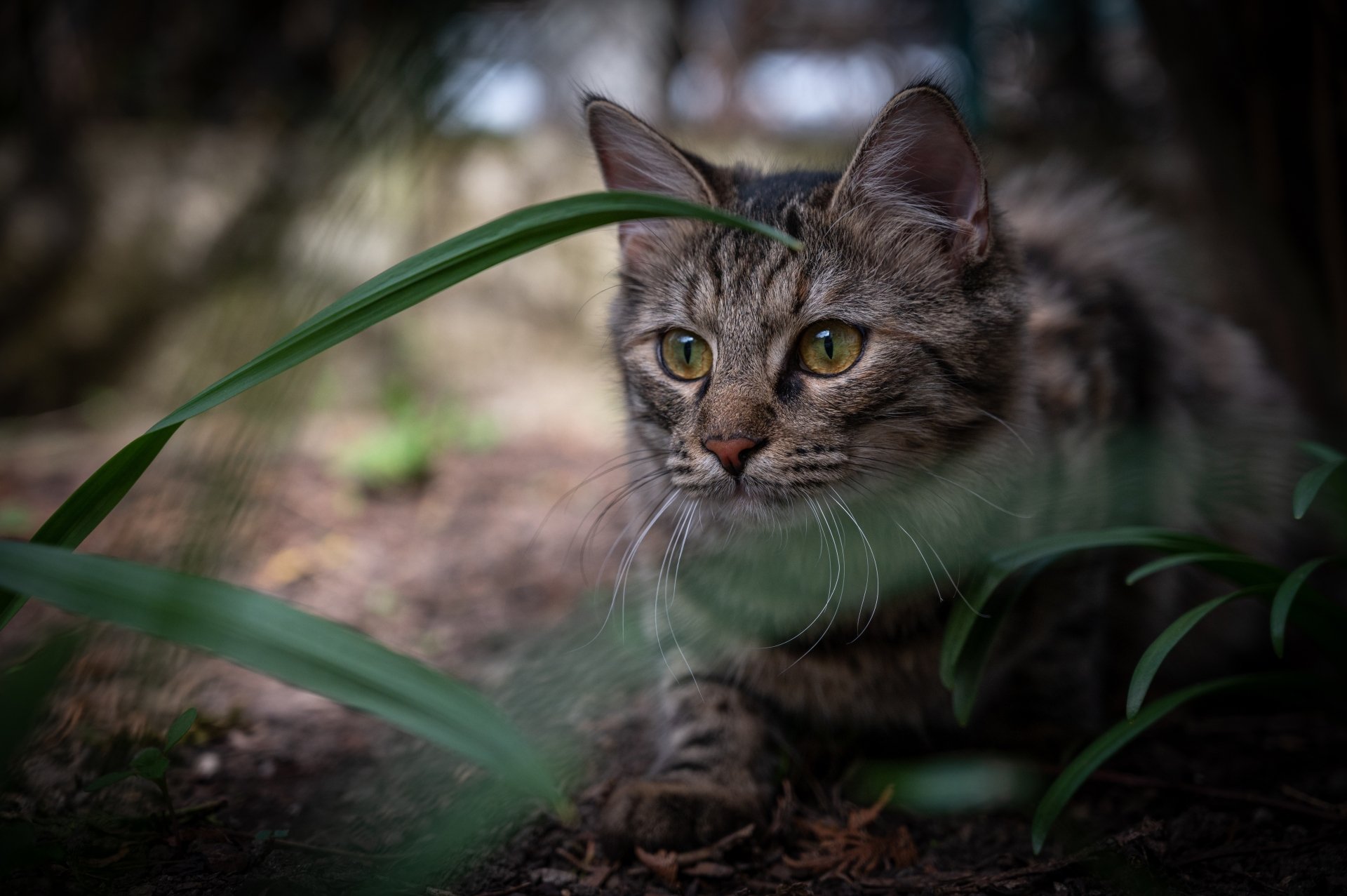 Download Animal Cat 4k Ultra HD Wallpaper | 6048x4024 | Wallpaper Abyss