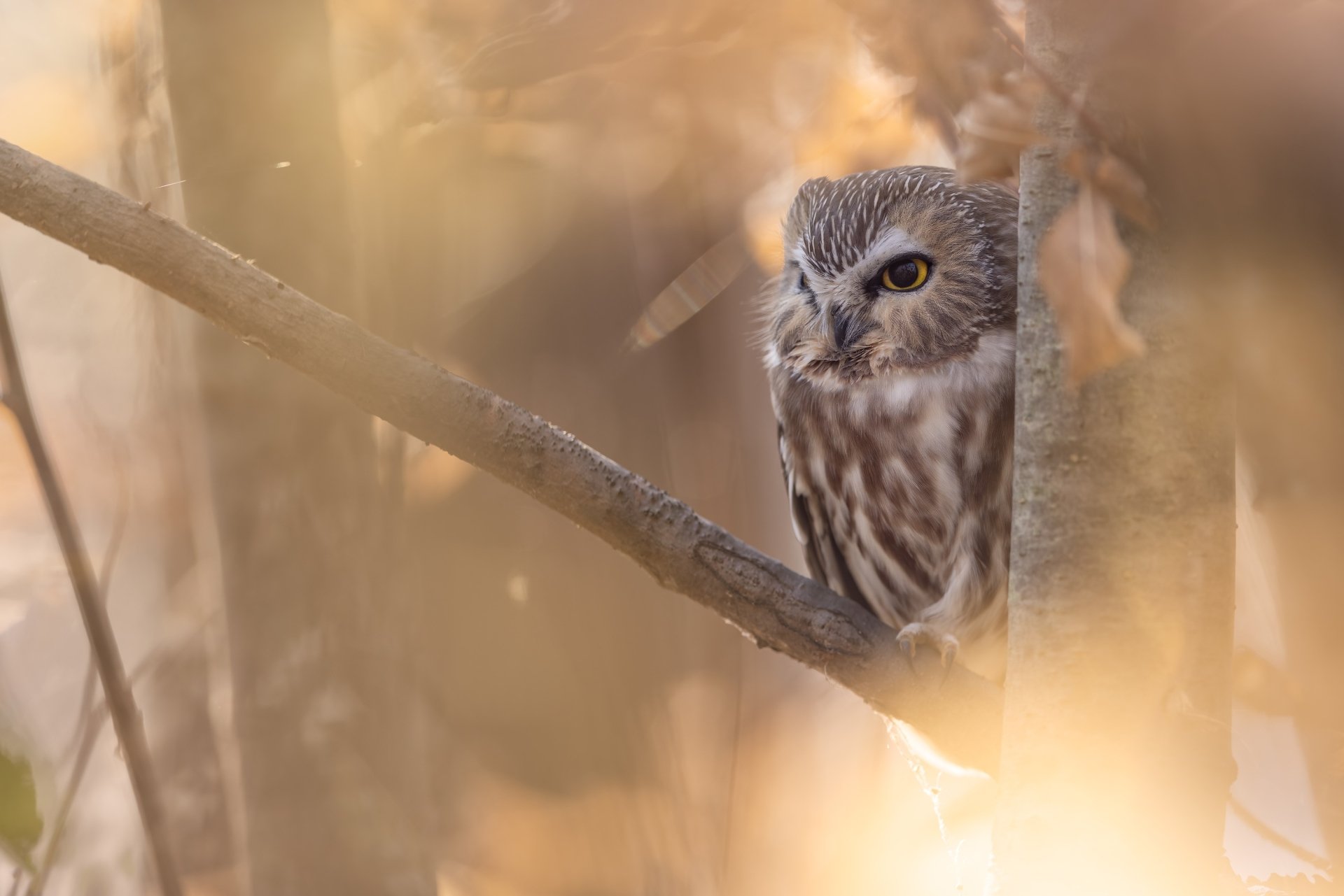 Download Animal Owl HD Wallpaper | 3000x2001 | Wallpaper Abyss