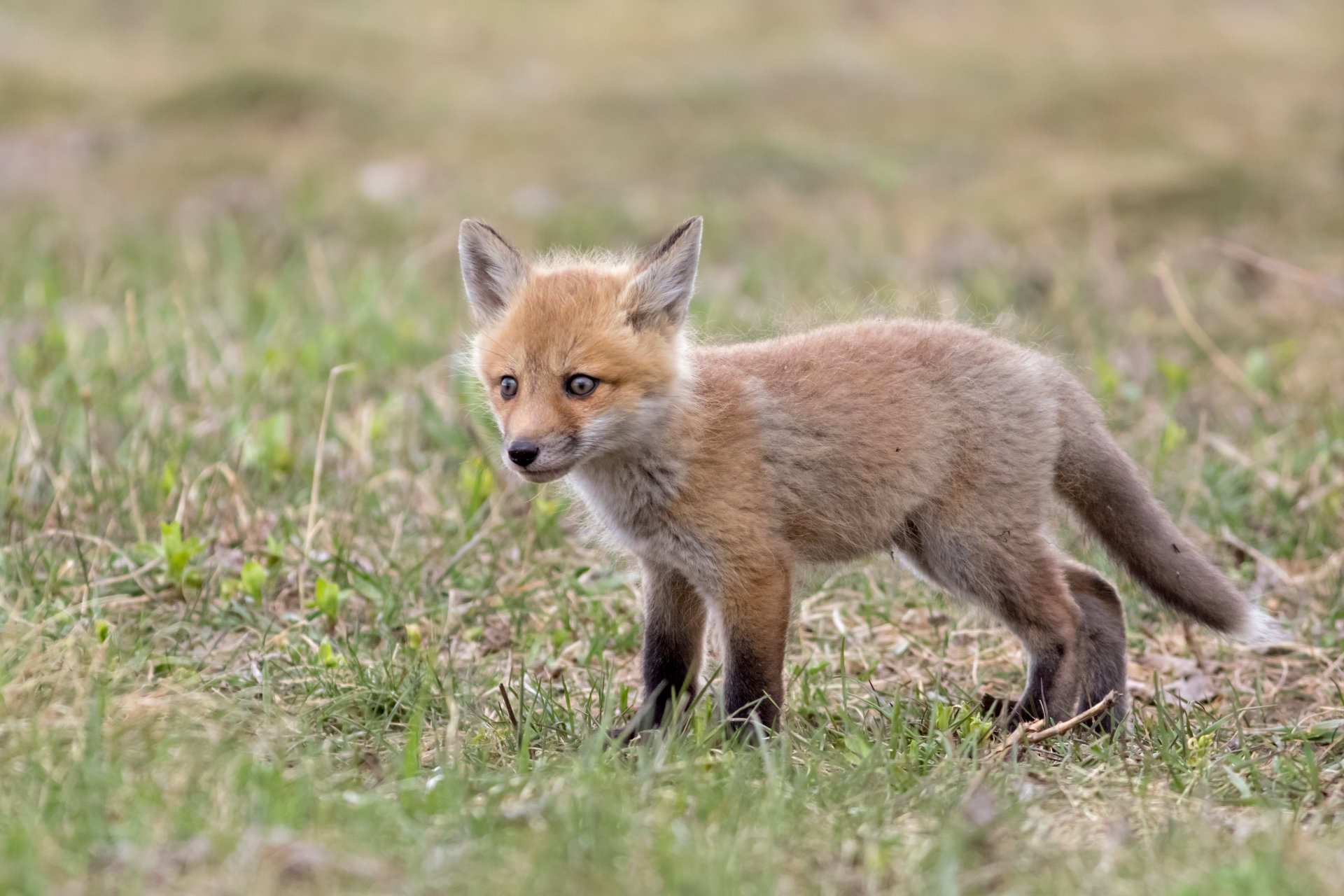 5K Ultra HD Fox Kit — Meadow Explorer Wallpaper | 5120x3413 | Wallpaper ...