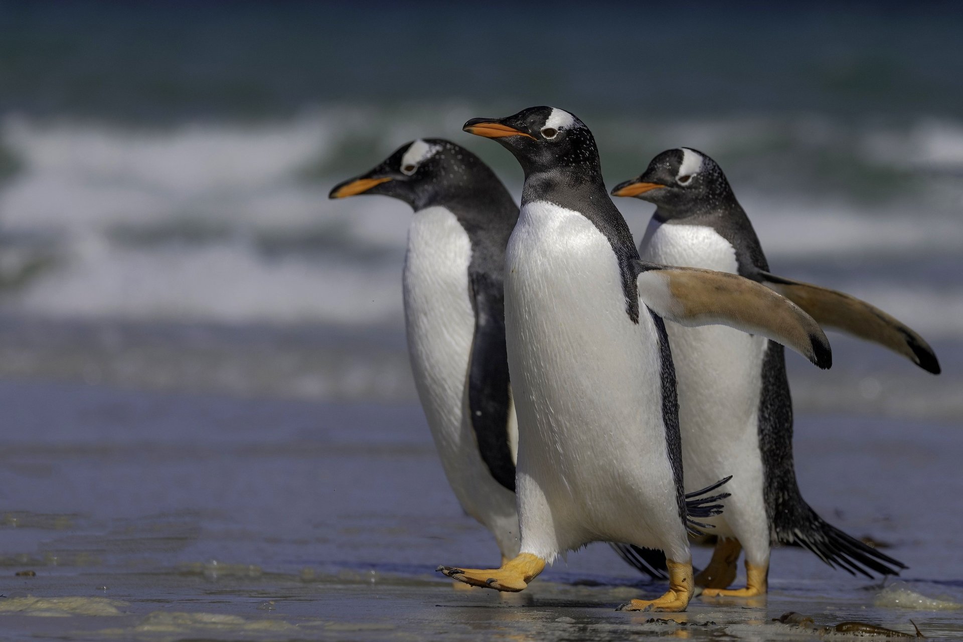 Download Animal Penguin 4k Ultra HD Wallpaper