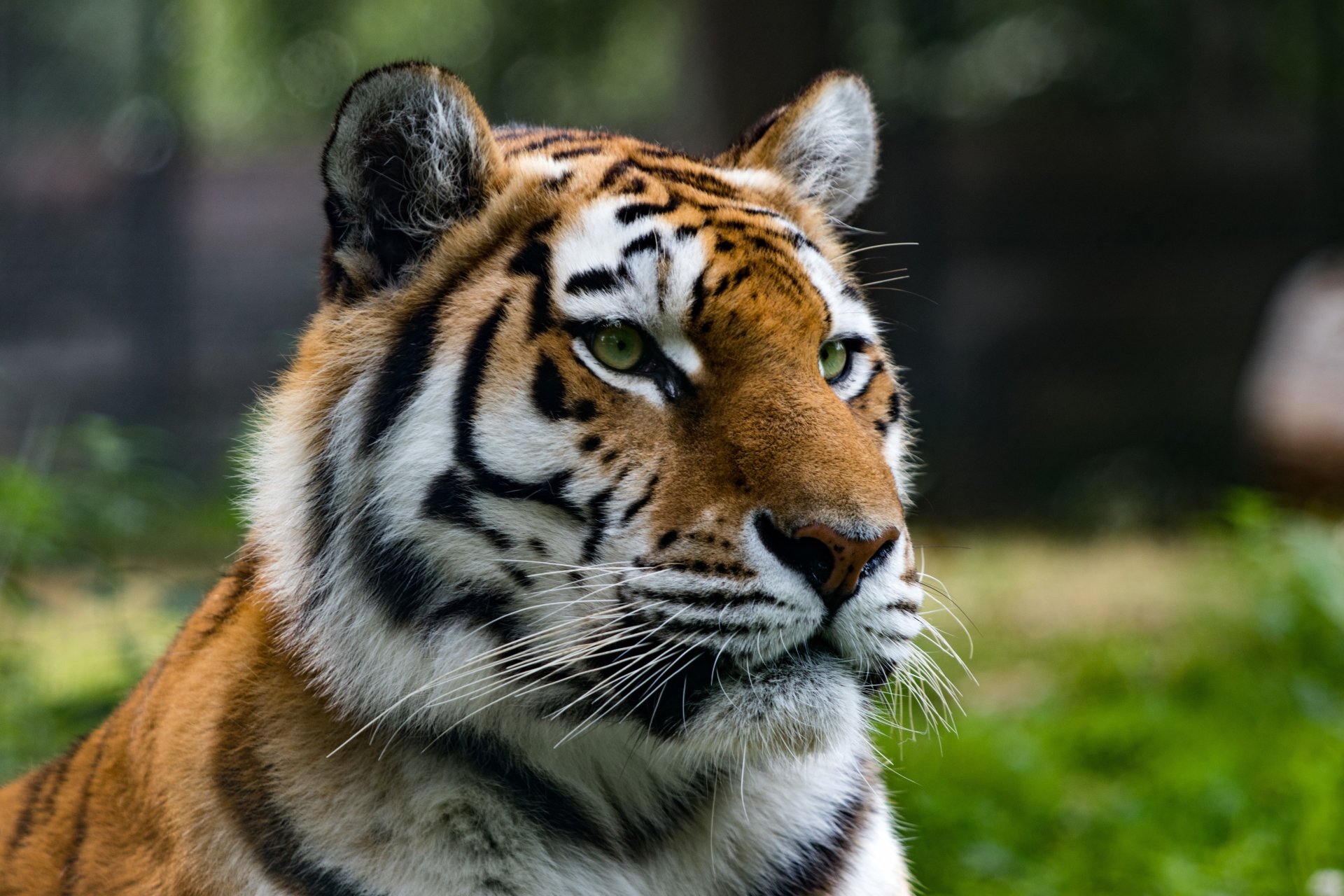 4K Tiger Portrait — Ultra HD Wildlife Wallpaper