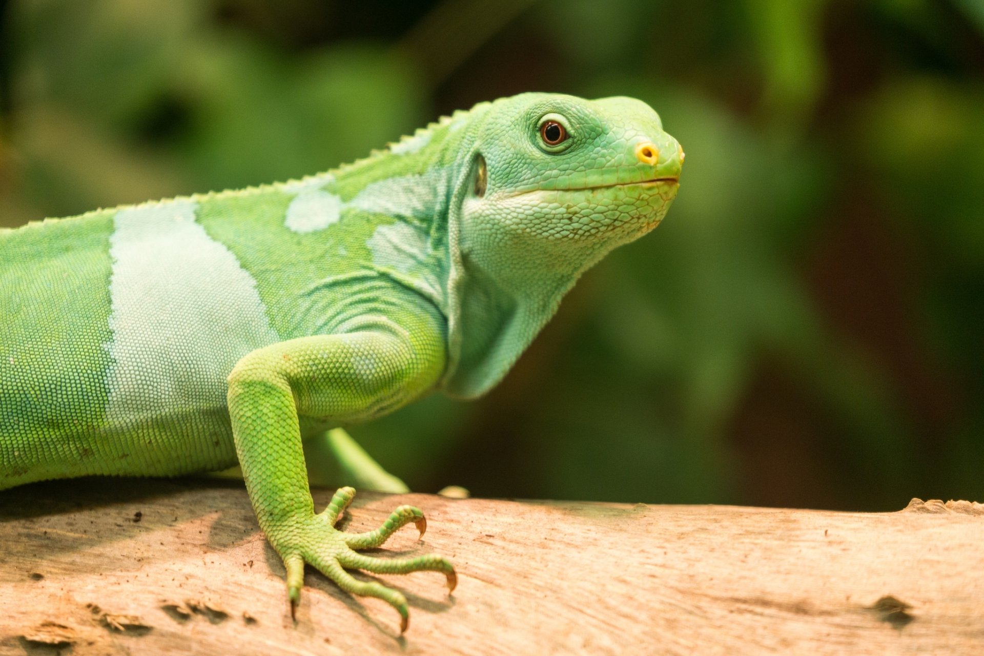 Download Lizard Animal Iguana HD Wallpaper | 2048x1365 | Wallpaper Abyss
