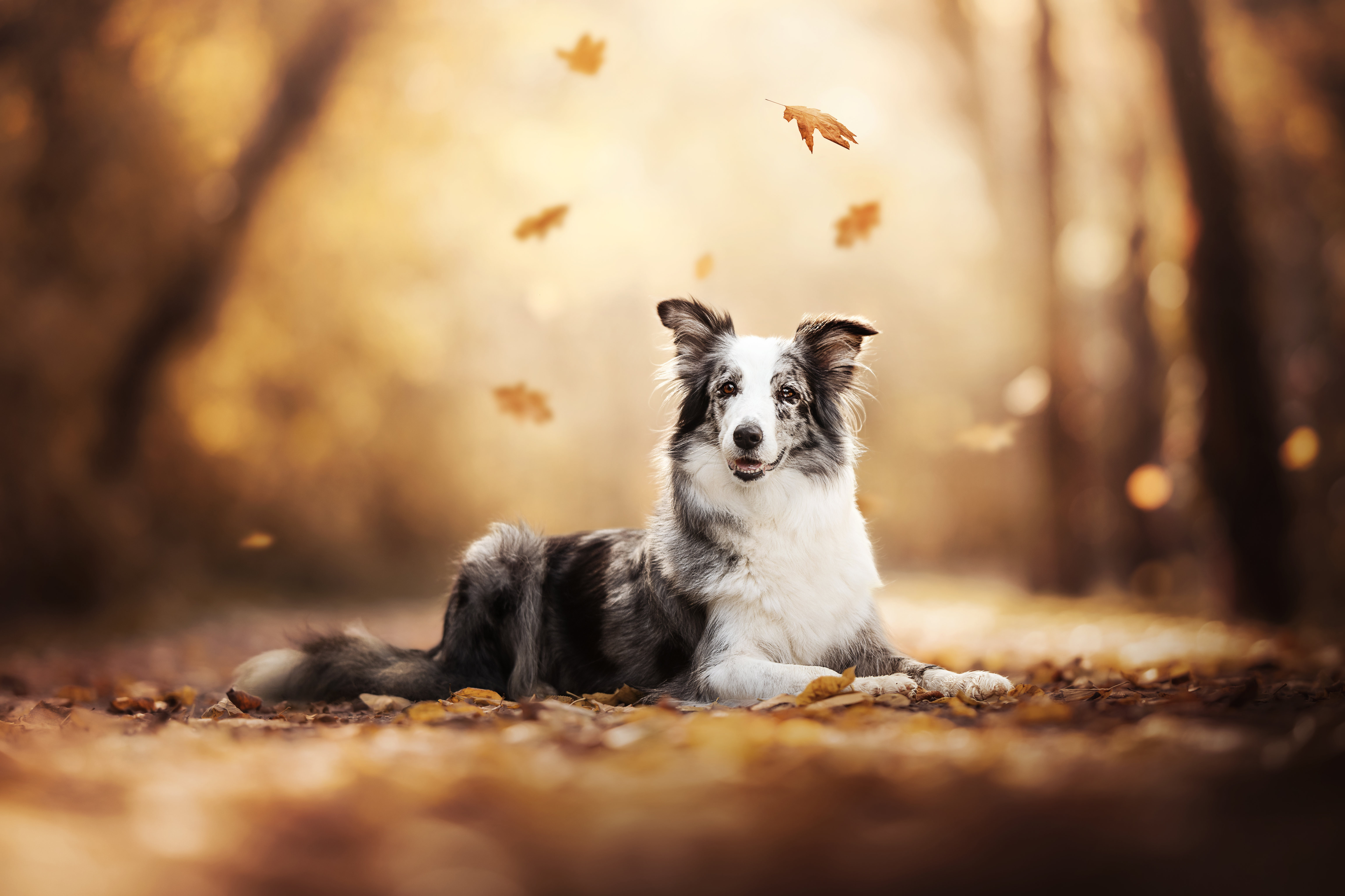 Dog 4k Ultra HD Wallpaper