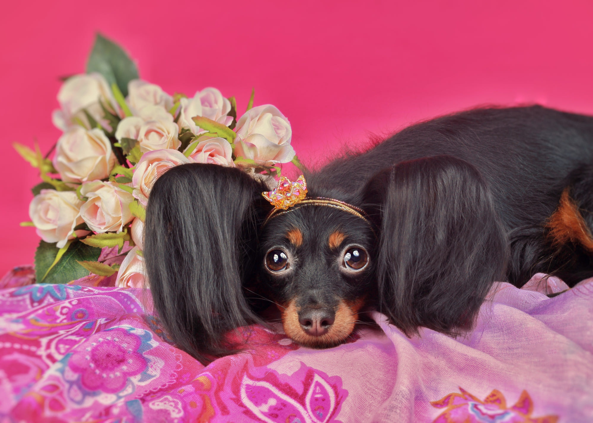 Download Puppy Dog Animal Papillon HD Wallpaper