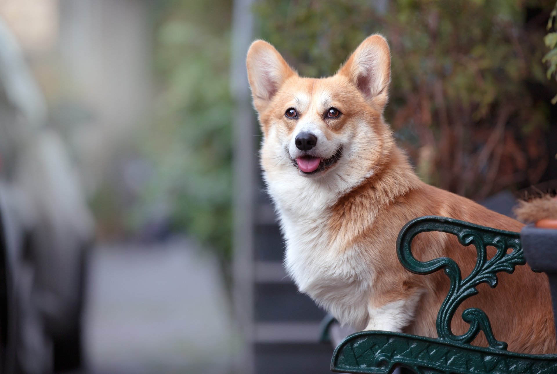 4K Ultra HD Charming Corgi Delight