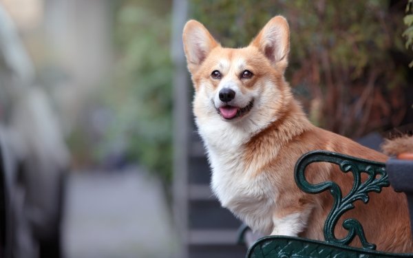 Corgi - Desktop Wallpapers, Phone Wallpaper, PFP, Gifs, and More!
