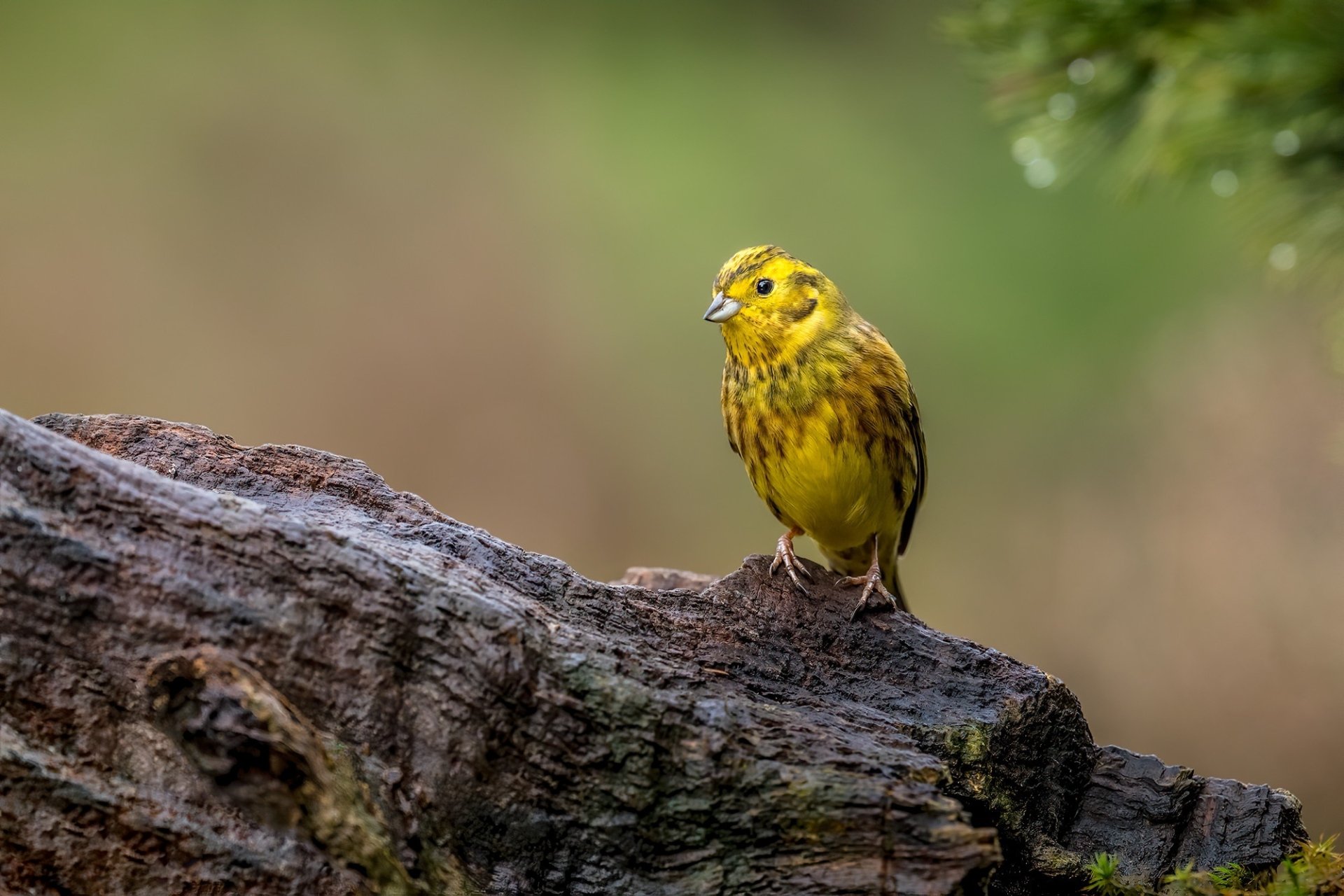 Yellowhammer Wallpapers