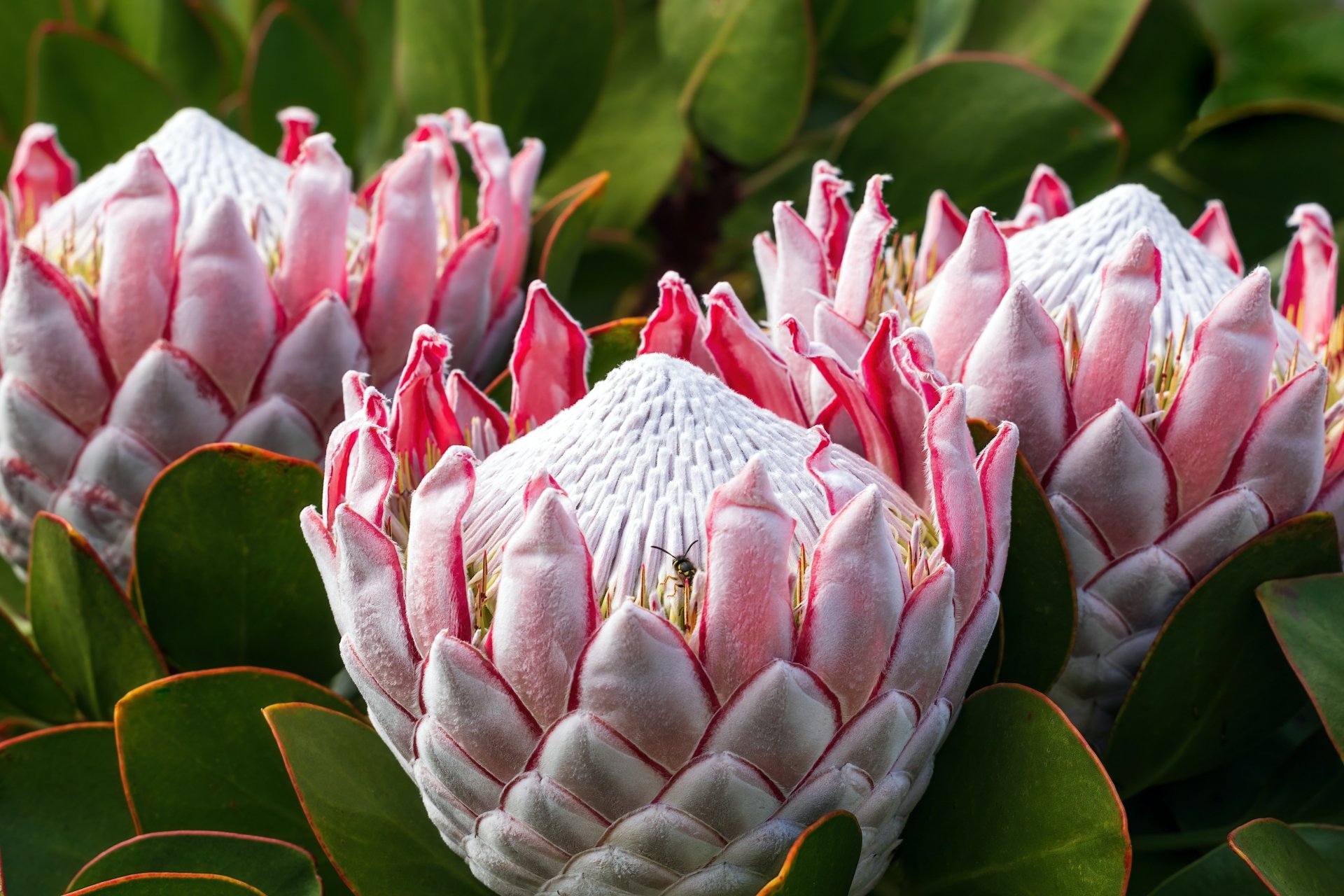 Download King Protea Nature Flower 4k Ultra HD Wallpaper by David Clode