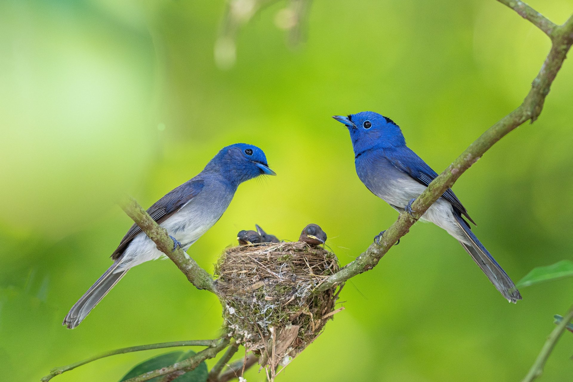 Download Animal Black-Naped Monarch 4k Ultra HD Wallpaper