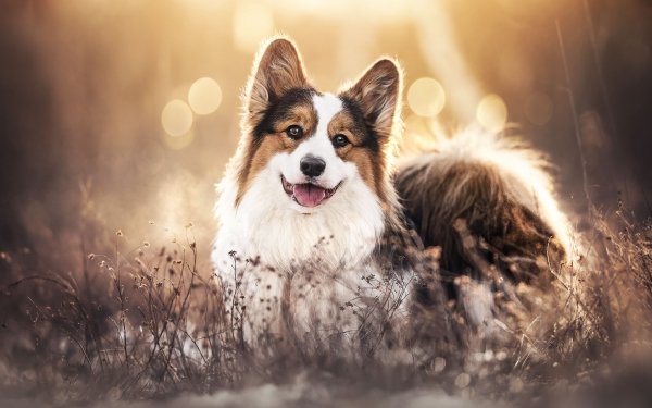 Corgi - Desktop Wallpapers, Phone Wallpaper, PFP, Gifs, and More!