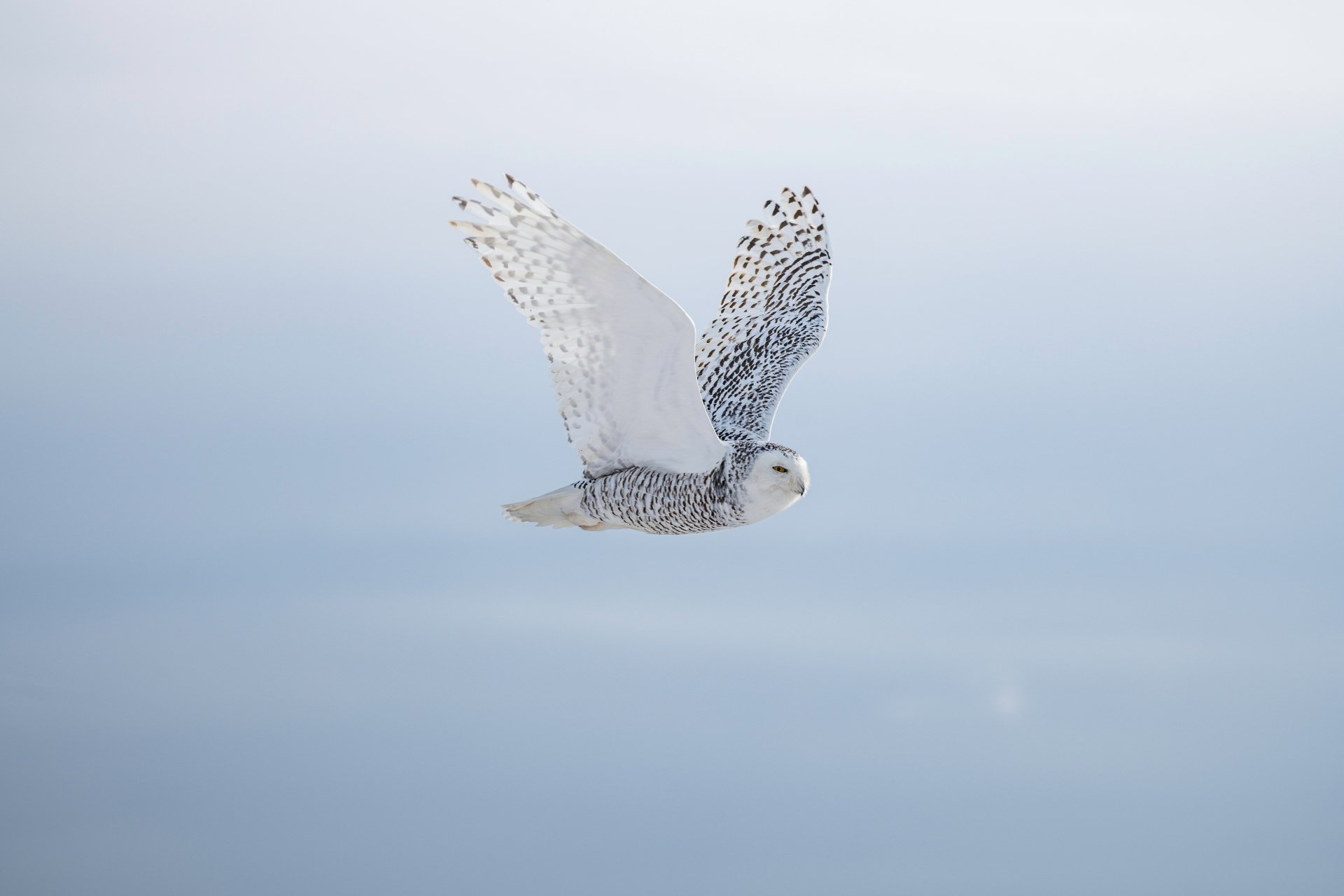 8K Snowy Owl — Arctic Wings in Ultra HD by Jeremy Hynes