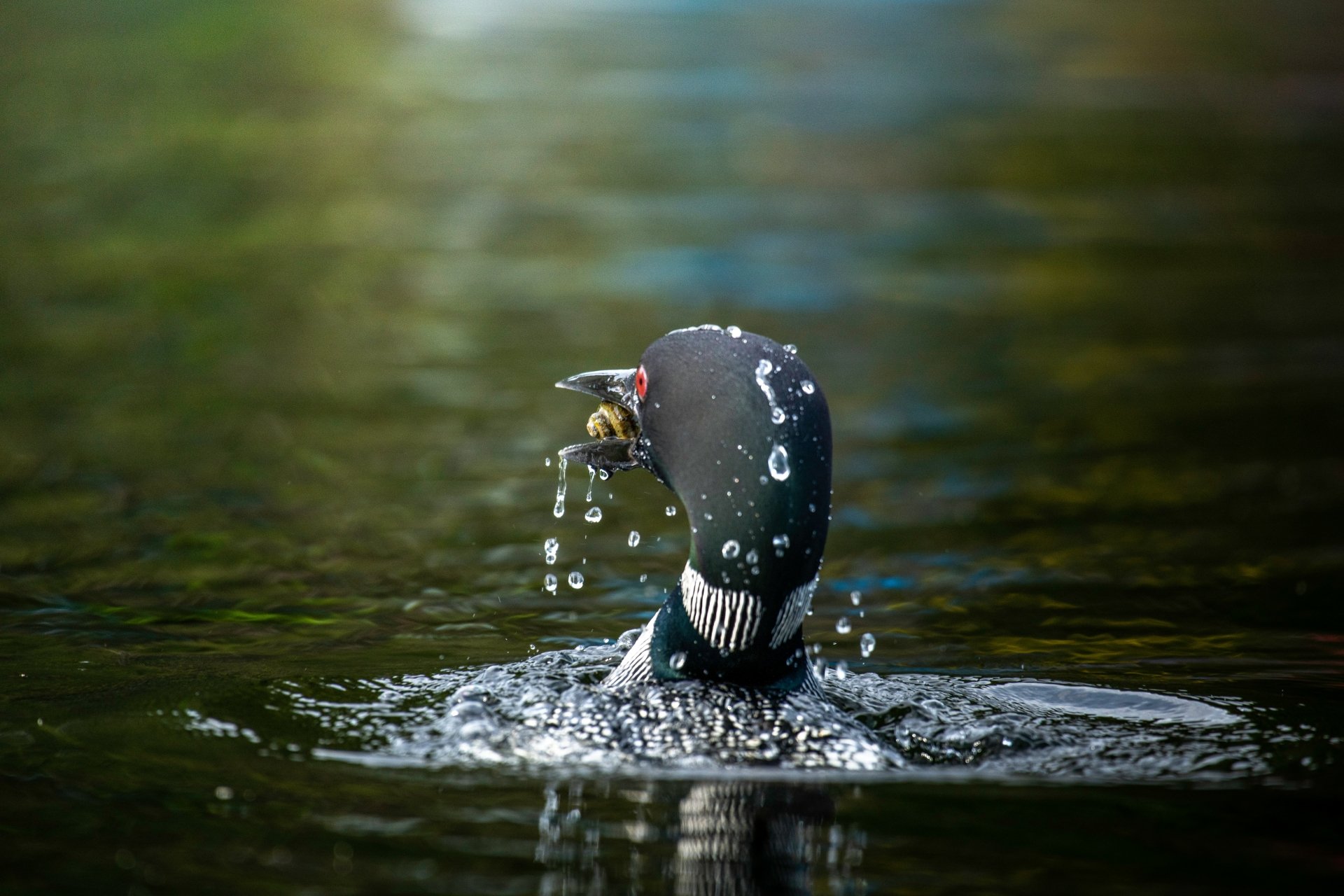 Download Common Loon Animal Loon 4k Ultra HD Wallpaper by Jeremy Hynes