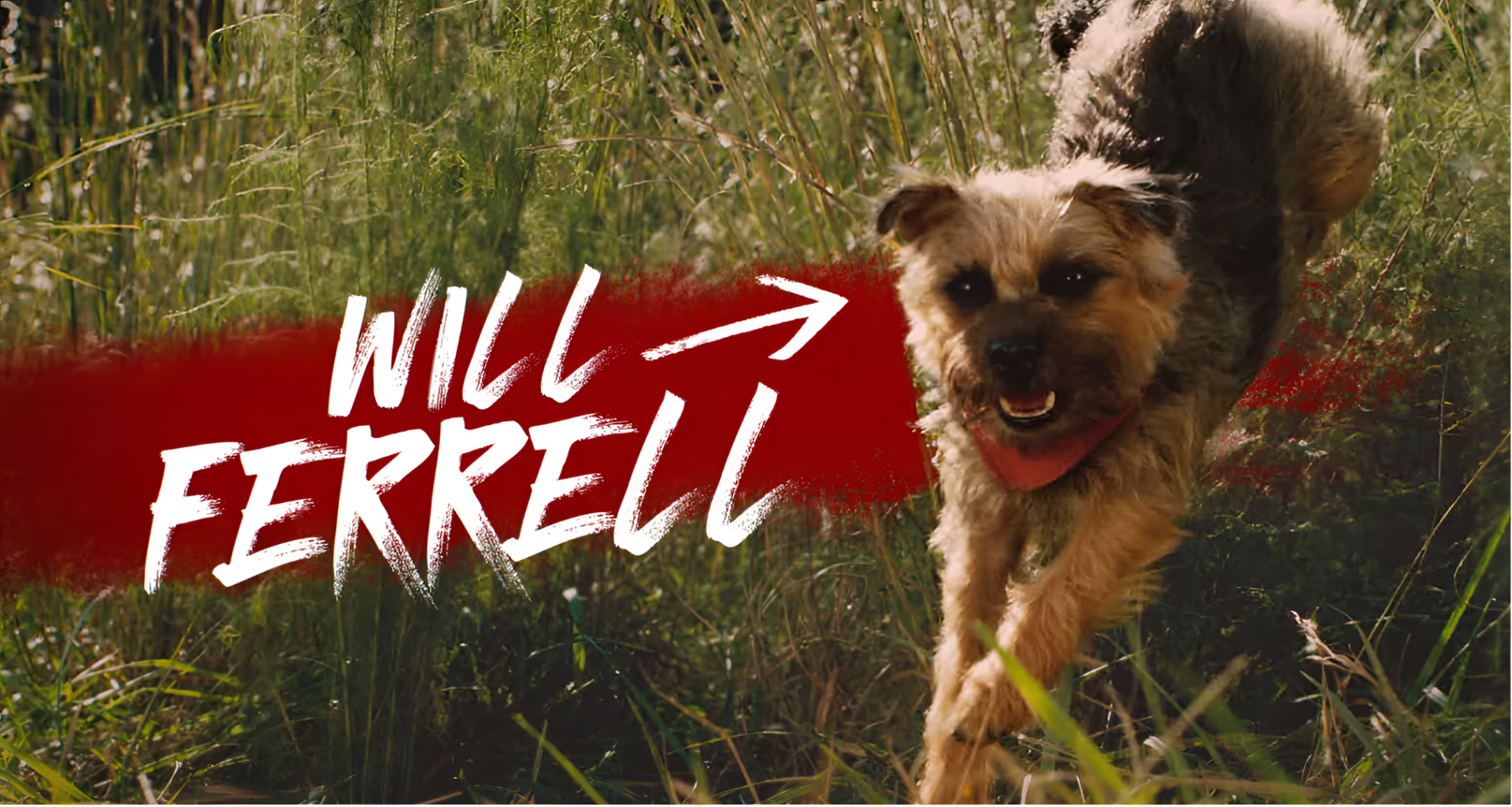 Joyful Dog in Nature HD Wallpaper