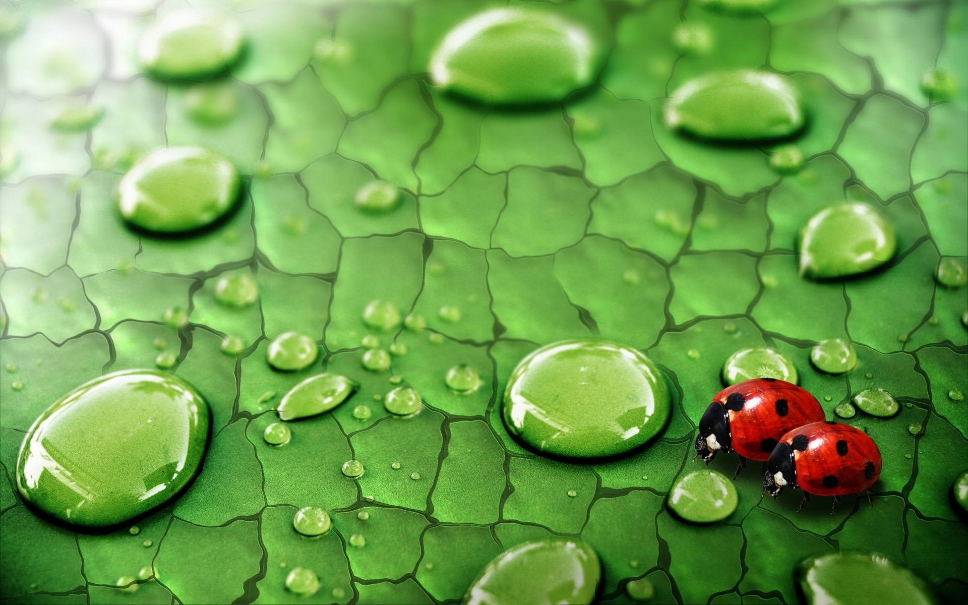 Download Animal Ladybug HD Wallpaper