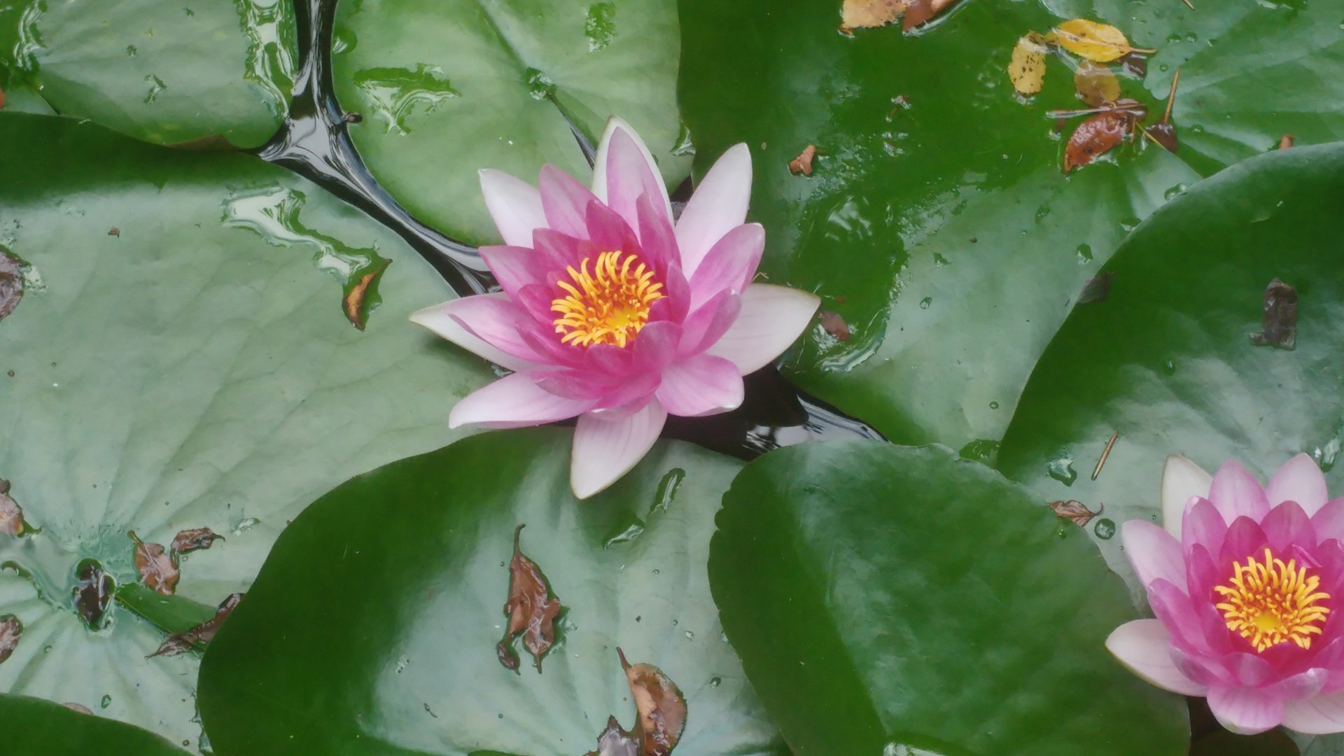 [50+] Lotus 4k Wallpapers