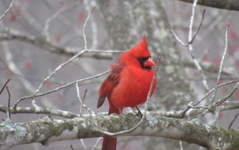 Nature - A Gallery By: Gun665 At Alpha Coders