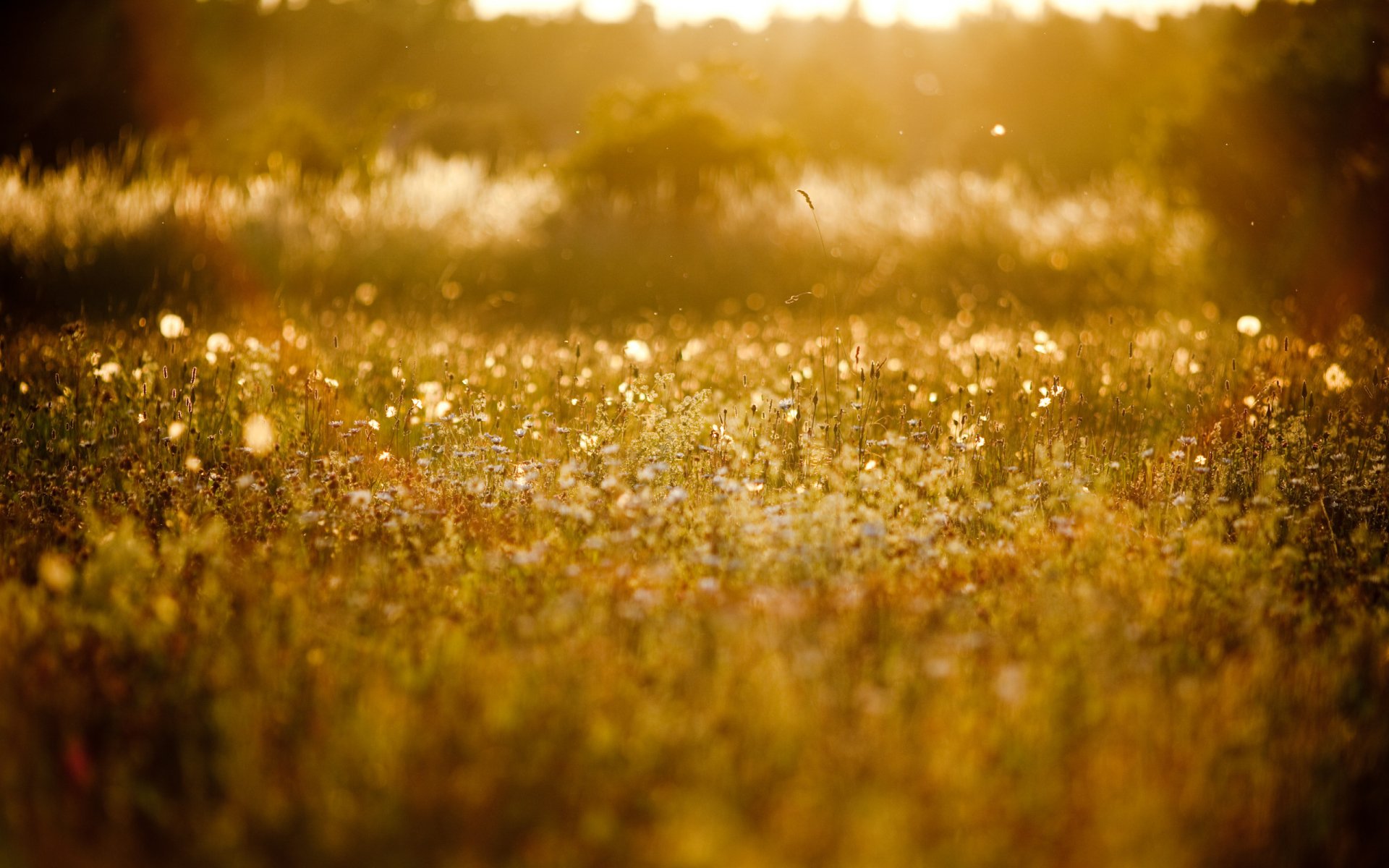 Close-Up Photography — Sunlit Meadow (2K Quad HD Wallpaper) | 2560x1600 ...