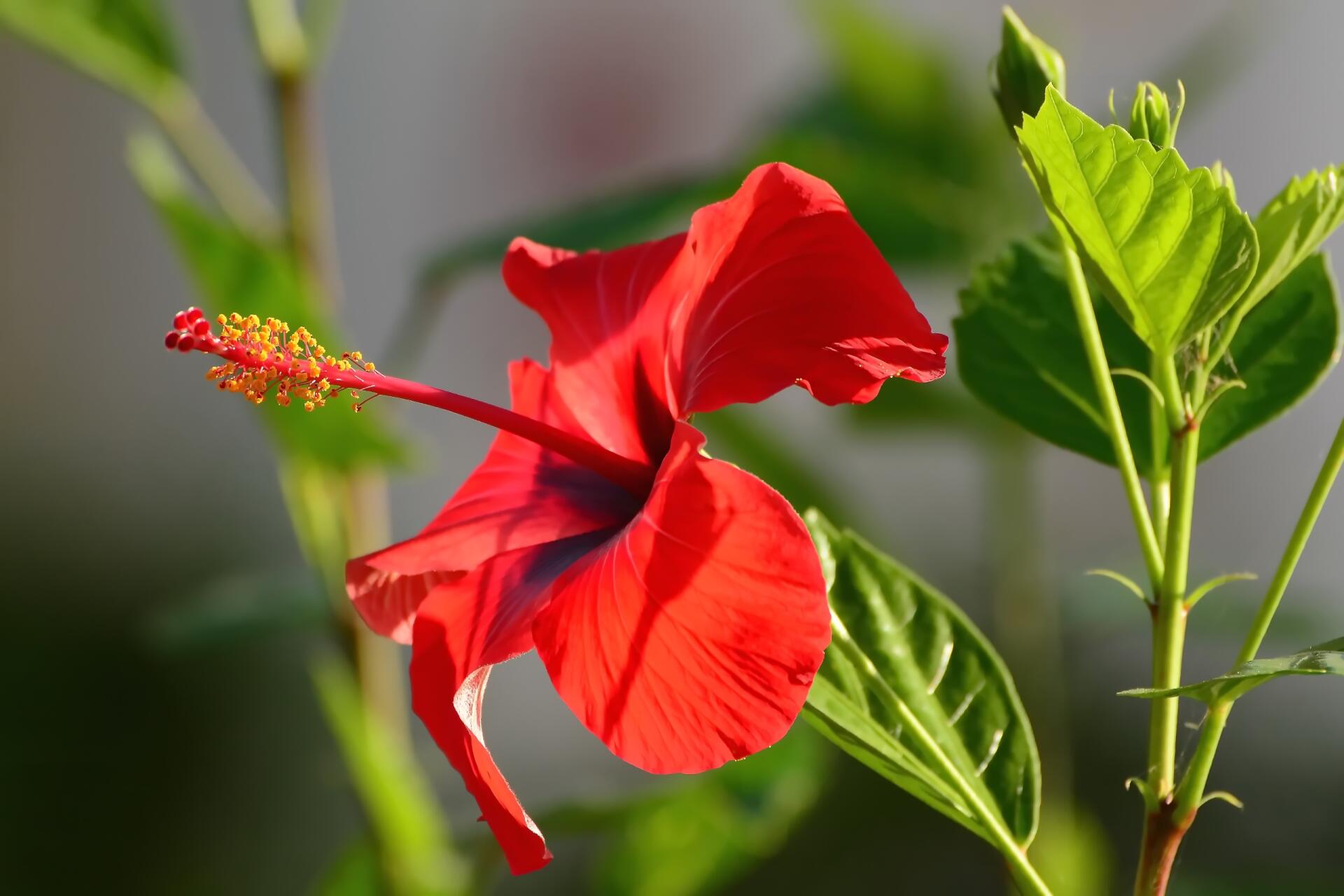 HD Wallpaper of a Vibrant Red Hibiscus Flower in Nature