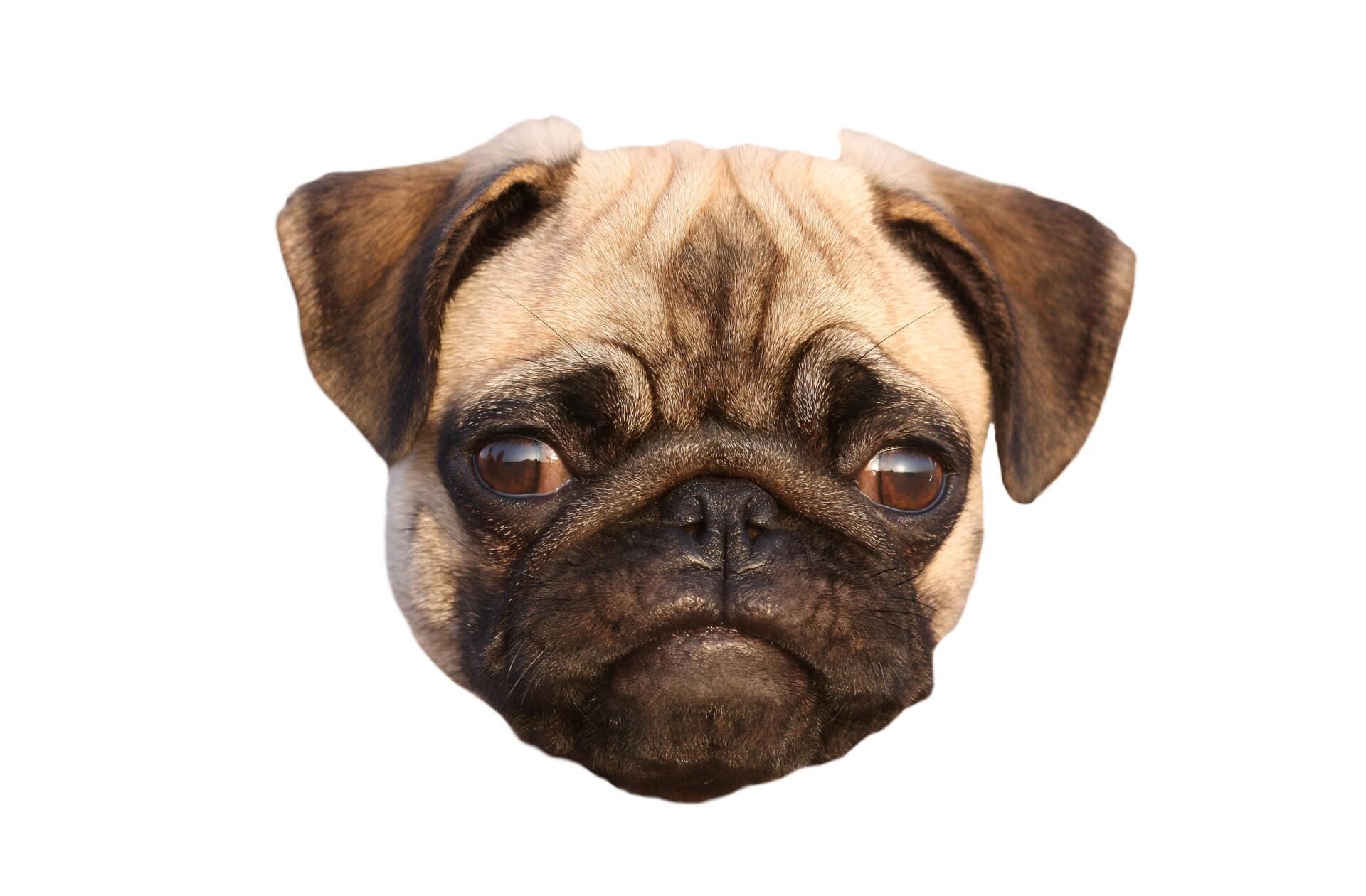 Pug Dog Face Wallpaper by Crystal2009 | 3000x1969 | Wallpaper Abyss