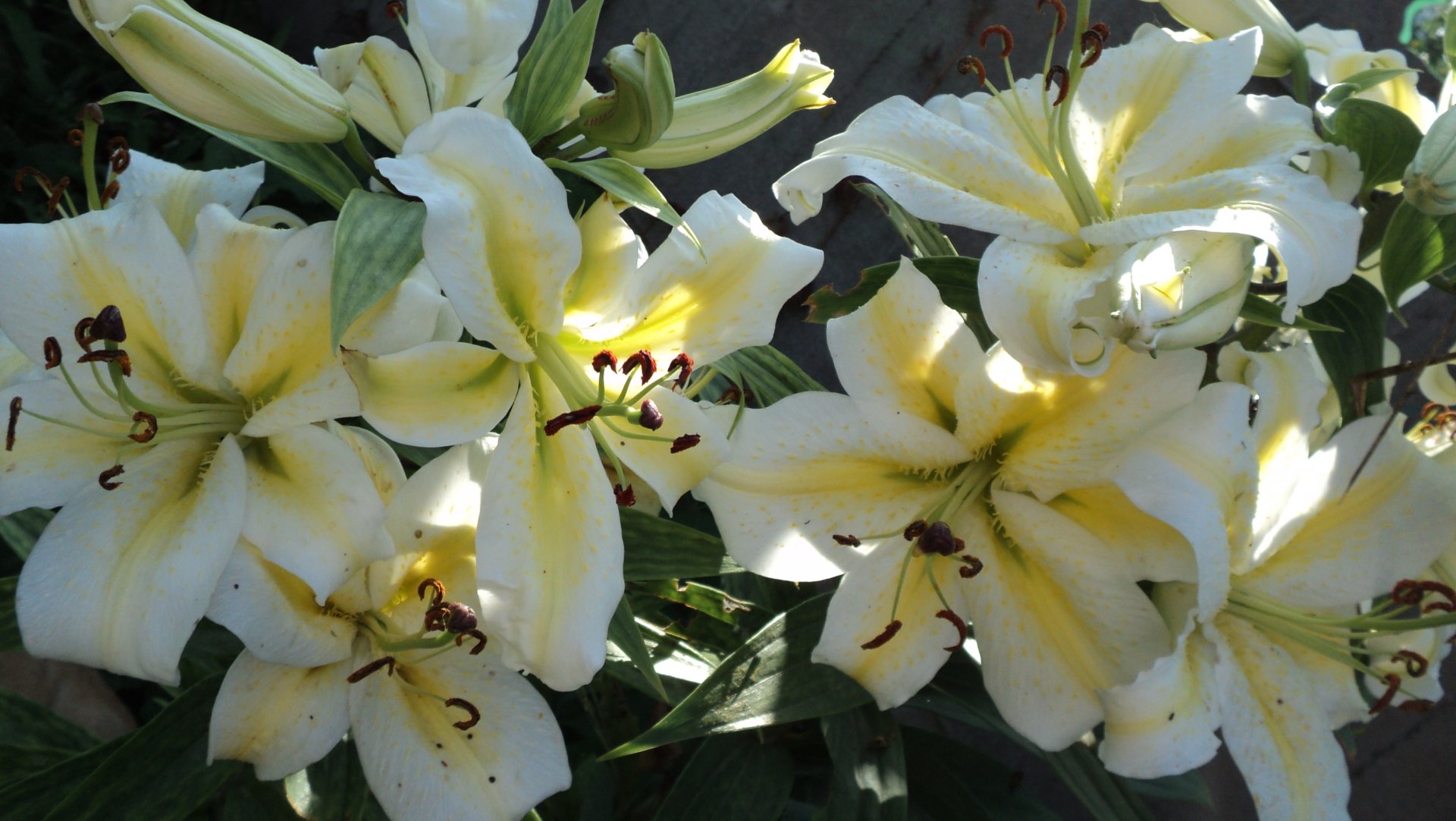 2K Quad HD Lily Wallpaper — Sunlit White & Yellow Bloom | 3648x2056 ...