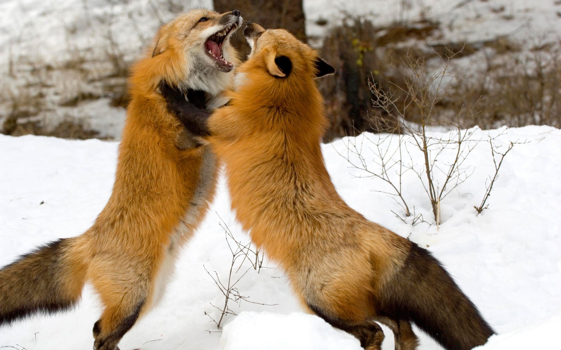 Wild Fox Duel: Stunning HD Animal Wallpaper | 1920x1200 | Wallpaper Abyss