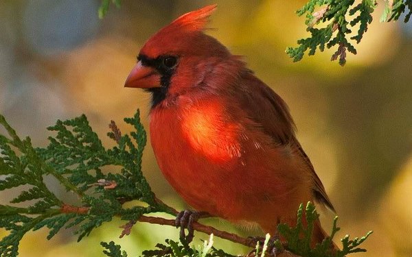 Cardinal HD Wallpaper | Background Image | 2000x1268