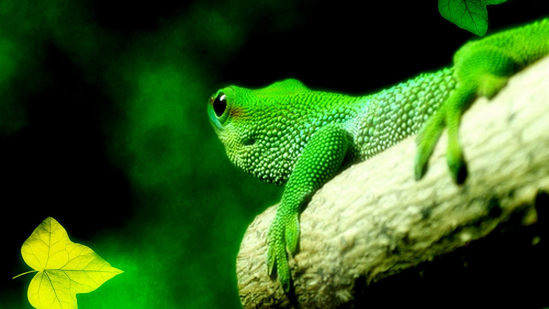 Wallpaper Lizard Hd Wallpapers