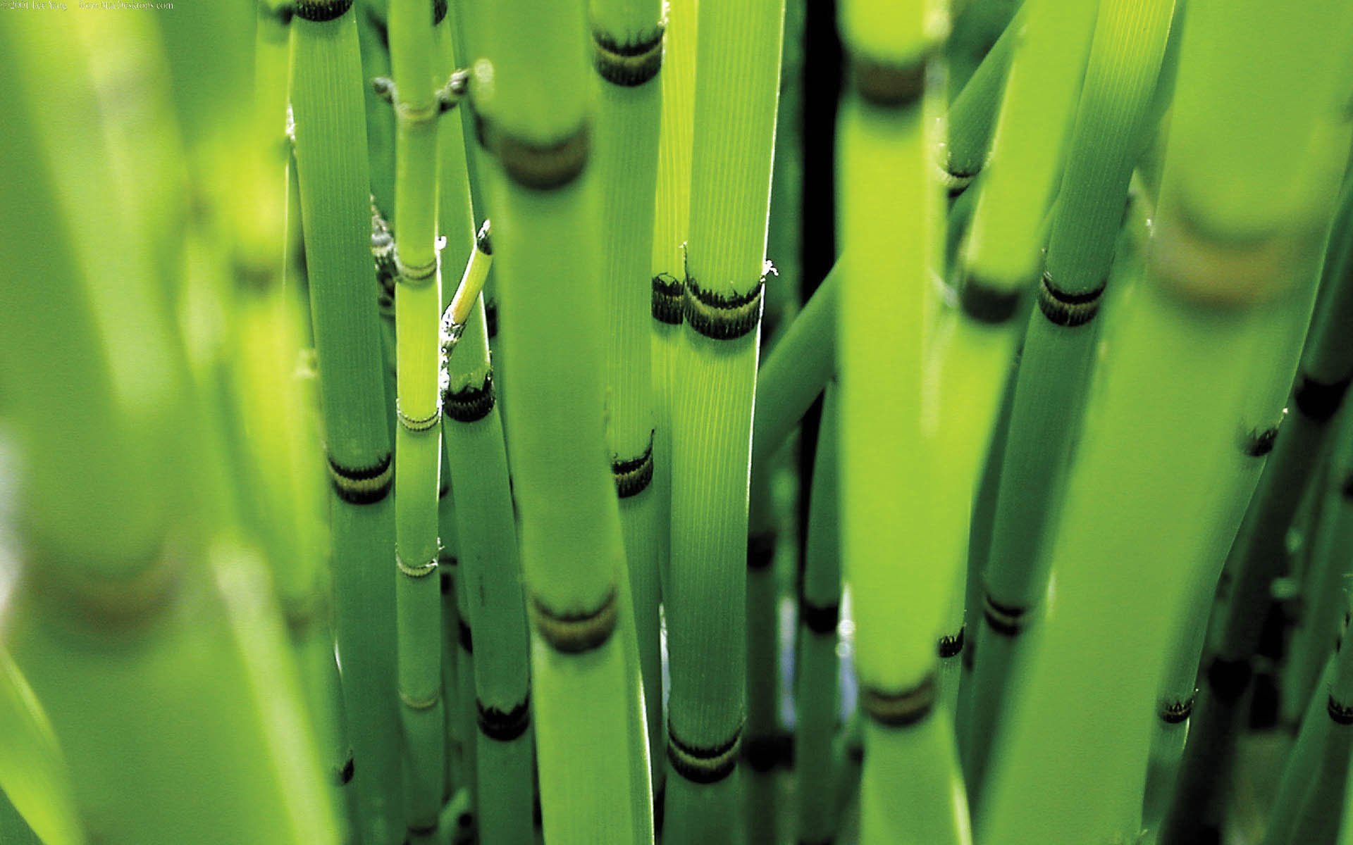 Lush Bamboo Greenery: Serene Nature HD Wallpaper