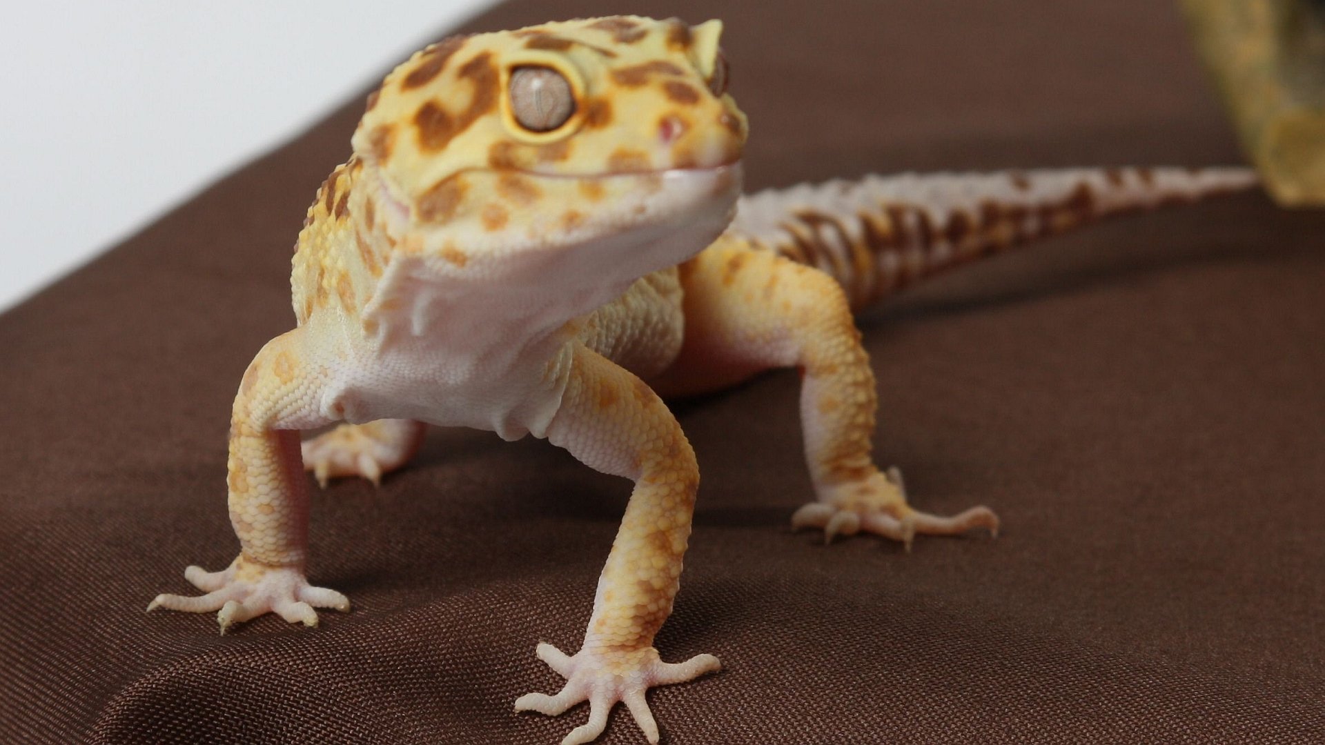 Download Lizard Animal Gecko HD Wallpaper