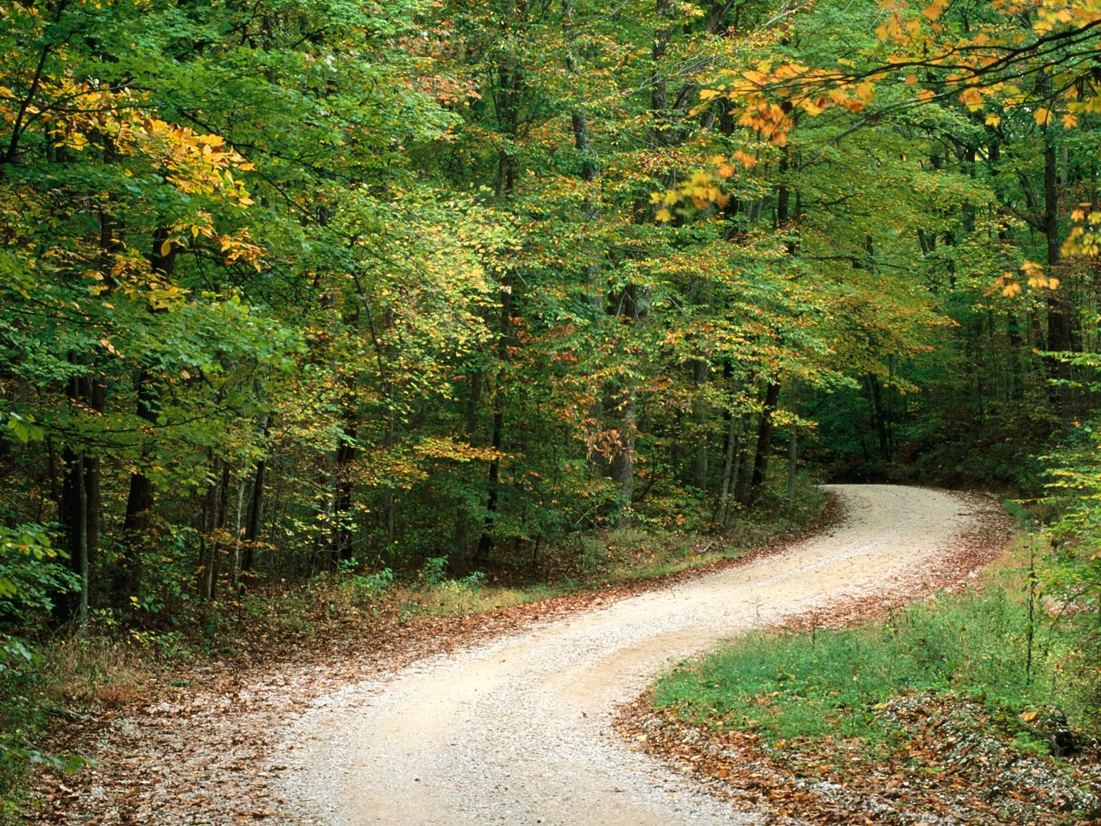 Download Forest Path Man Made Road Wallpaper